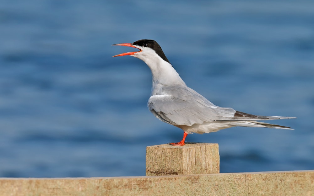 Norfolk Little Tern colony enjoys most successful season in 26 years ...