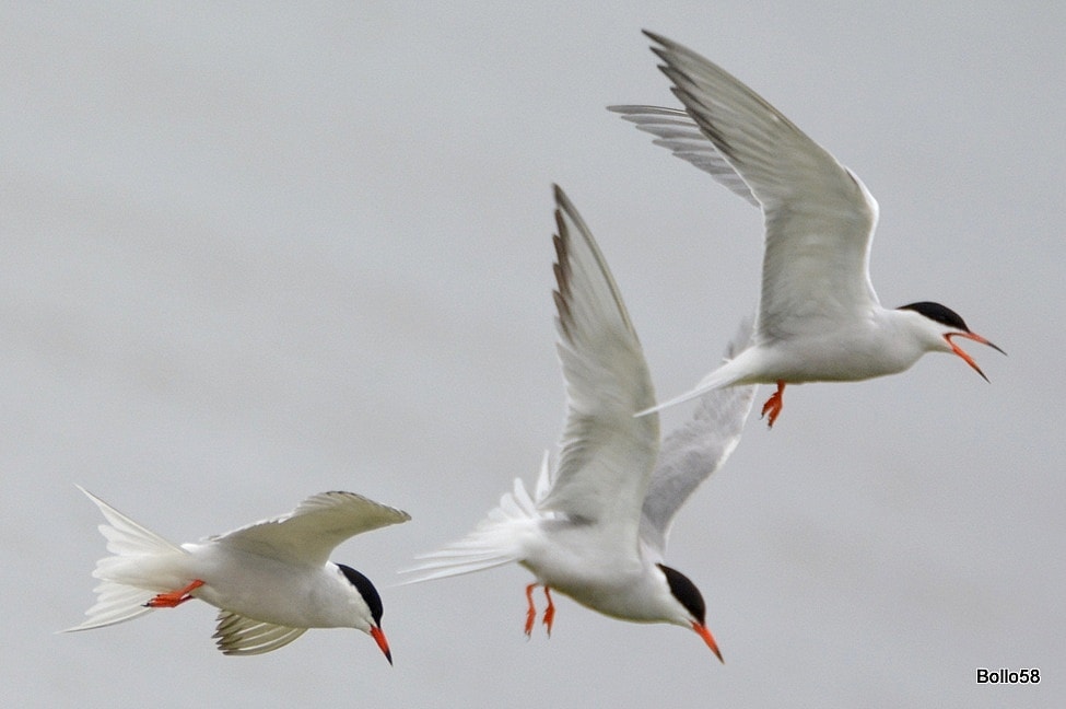 Common Tern by Chris Bollen - BirdGuides