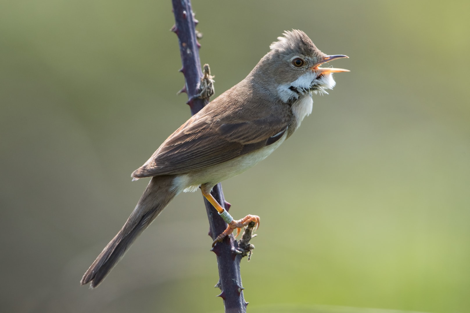 Common Whitethroat by Jim Mountain - BirdGuides