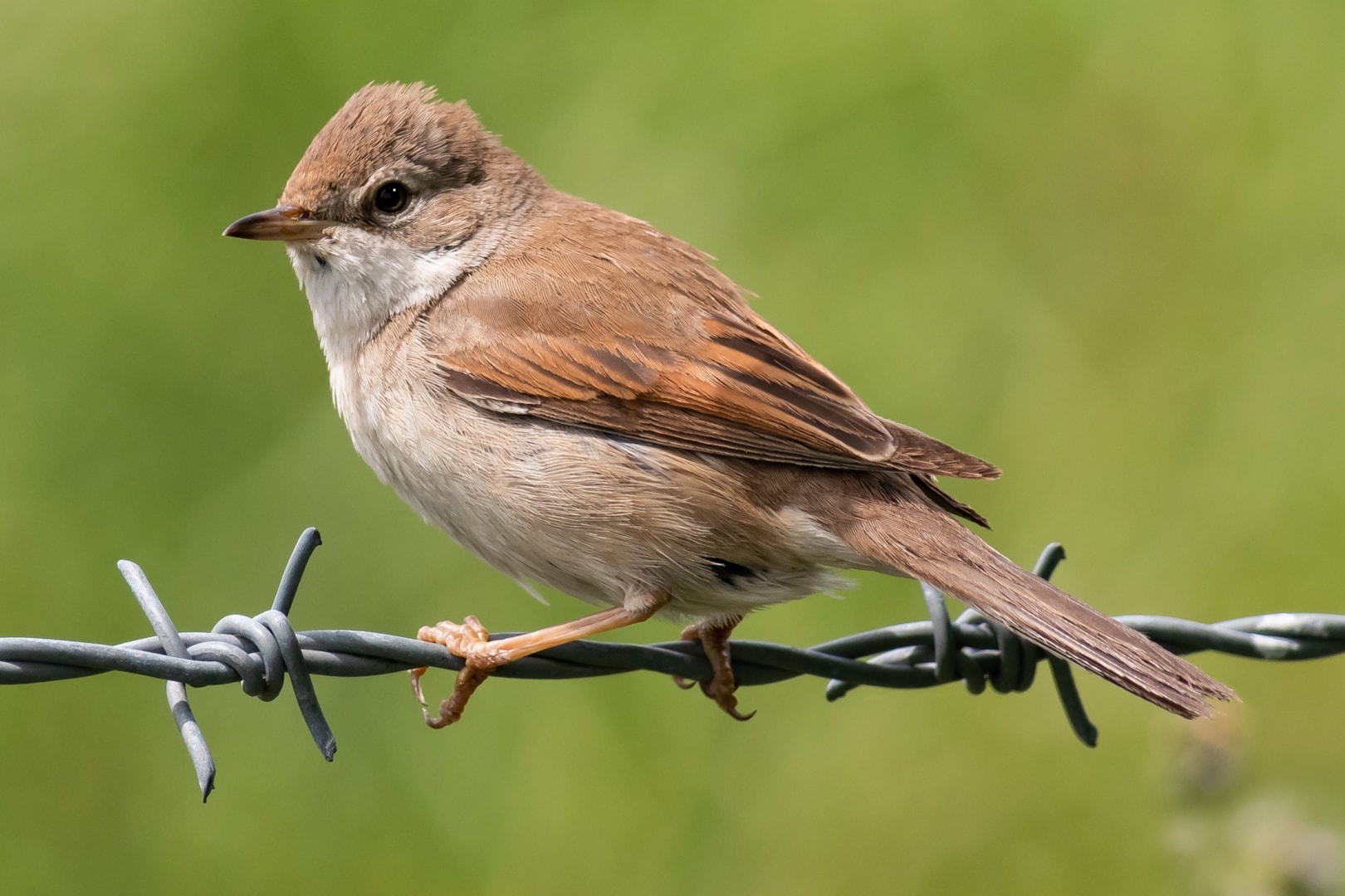 Common Whitethroat by Geoff Snowball - BirdGuides