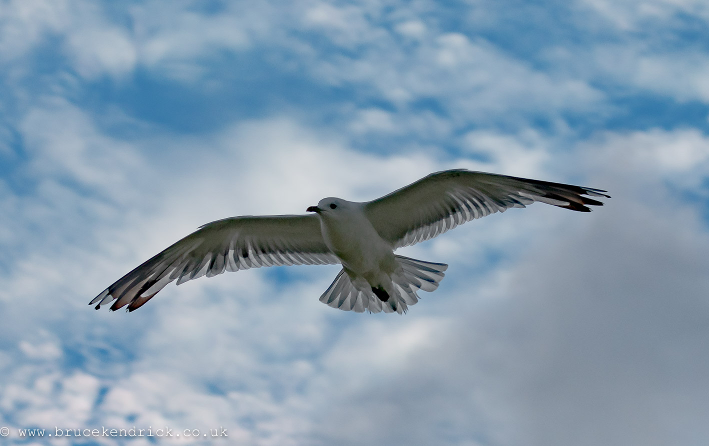 Common Gull by Bruce Kendrick - BirdGuides