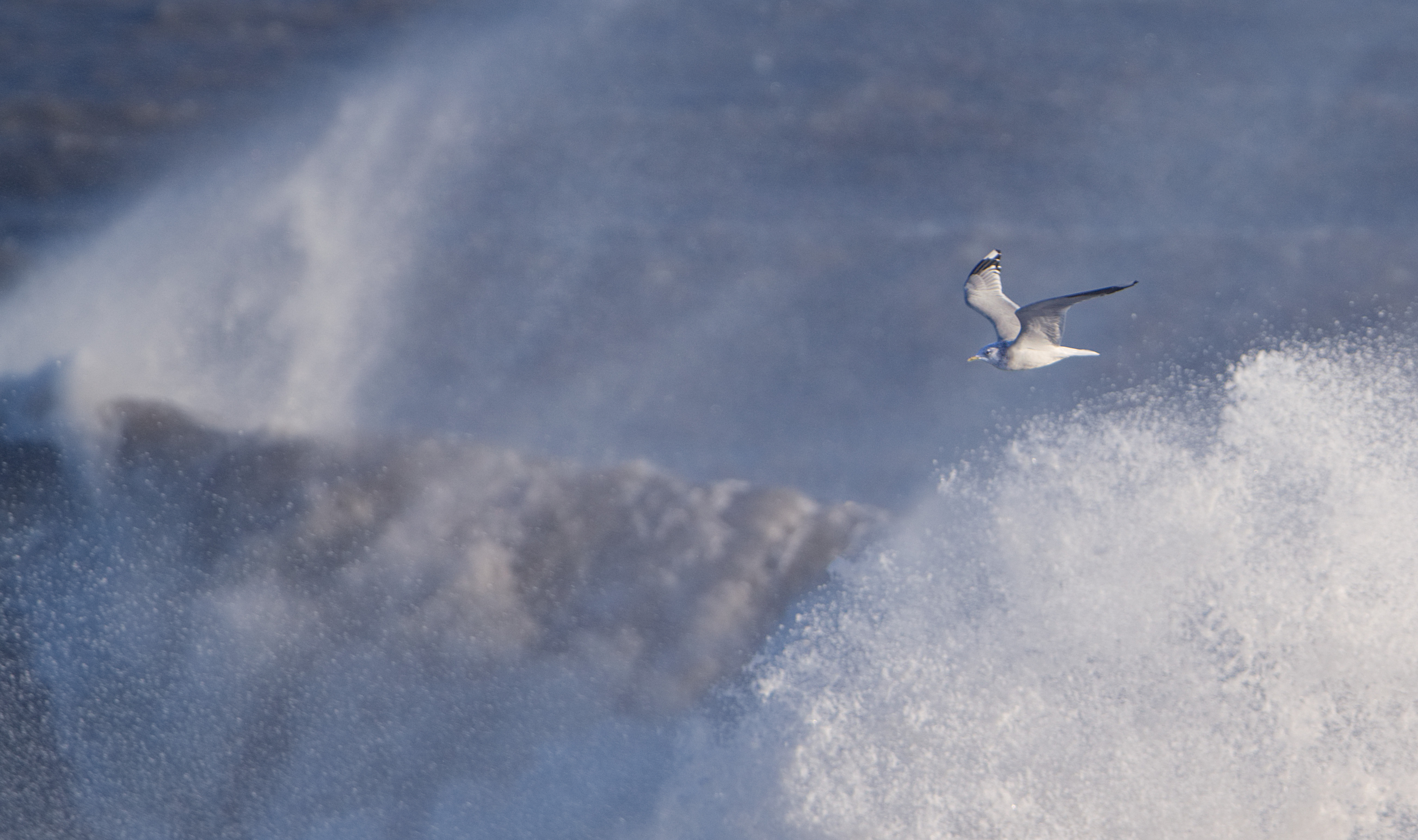 Common Gull by Mark Bolton - BirdGuides