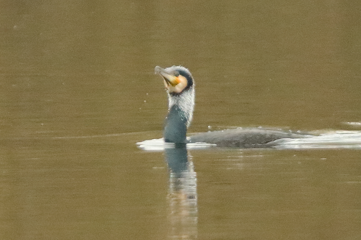 Continental Cormorant by Mike Trew - BirdGuides