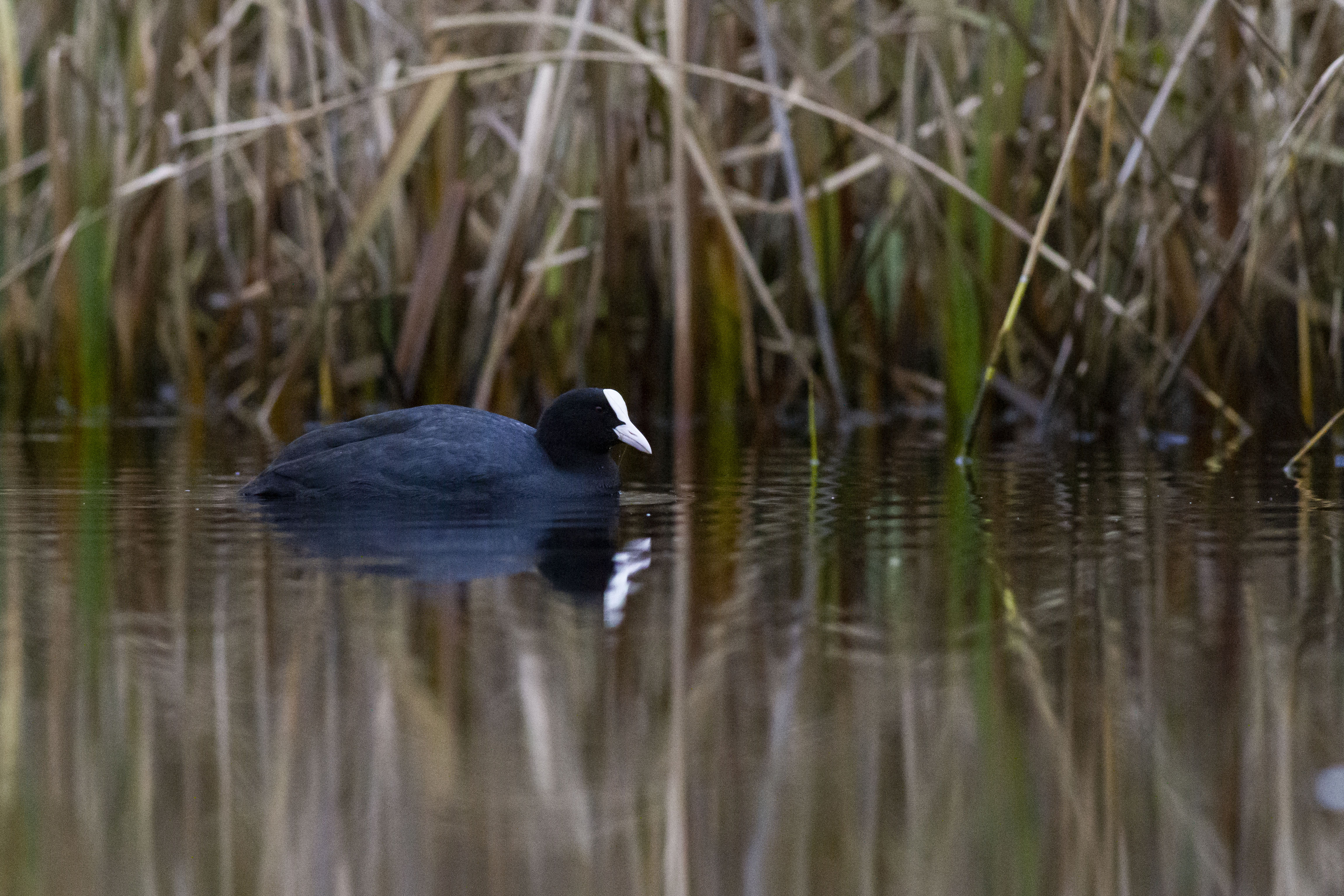 Eurasian Coot by Benji Stedman - BirdGuides