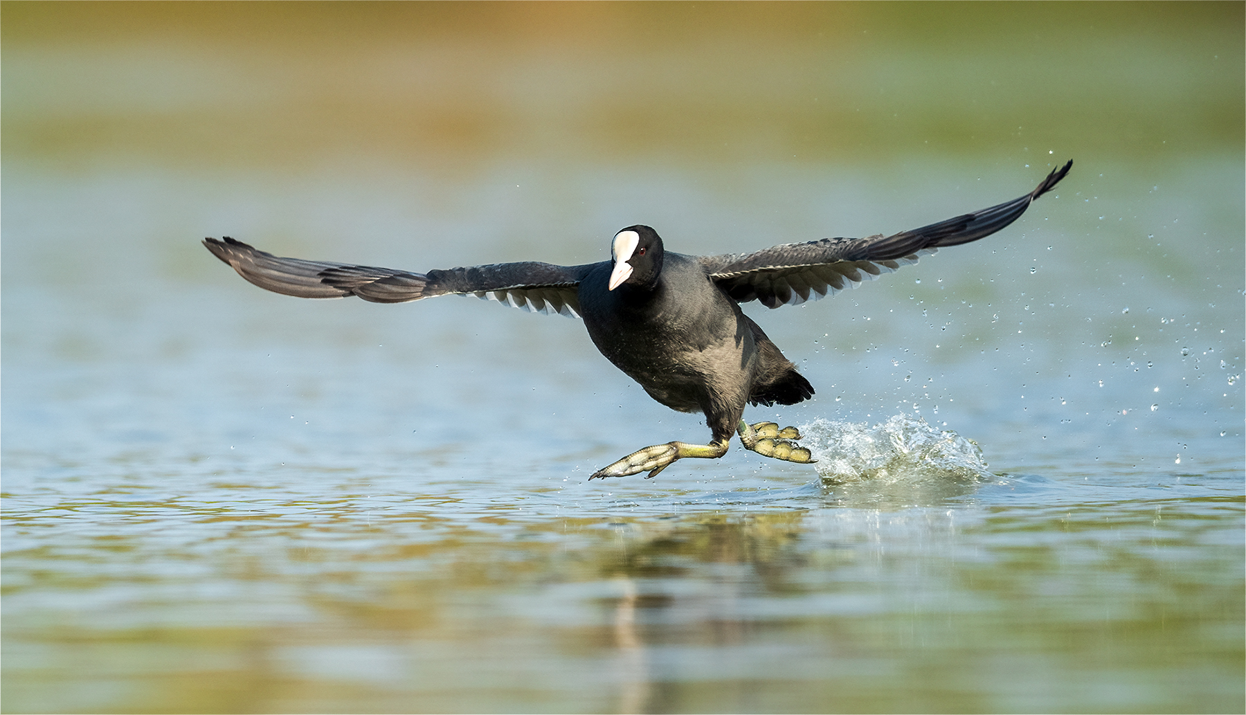 Eurasian Coot by Nigel Kiteley - BirdGuides