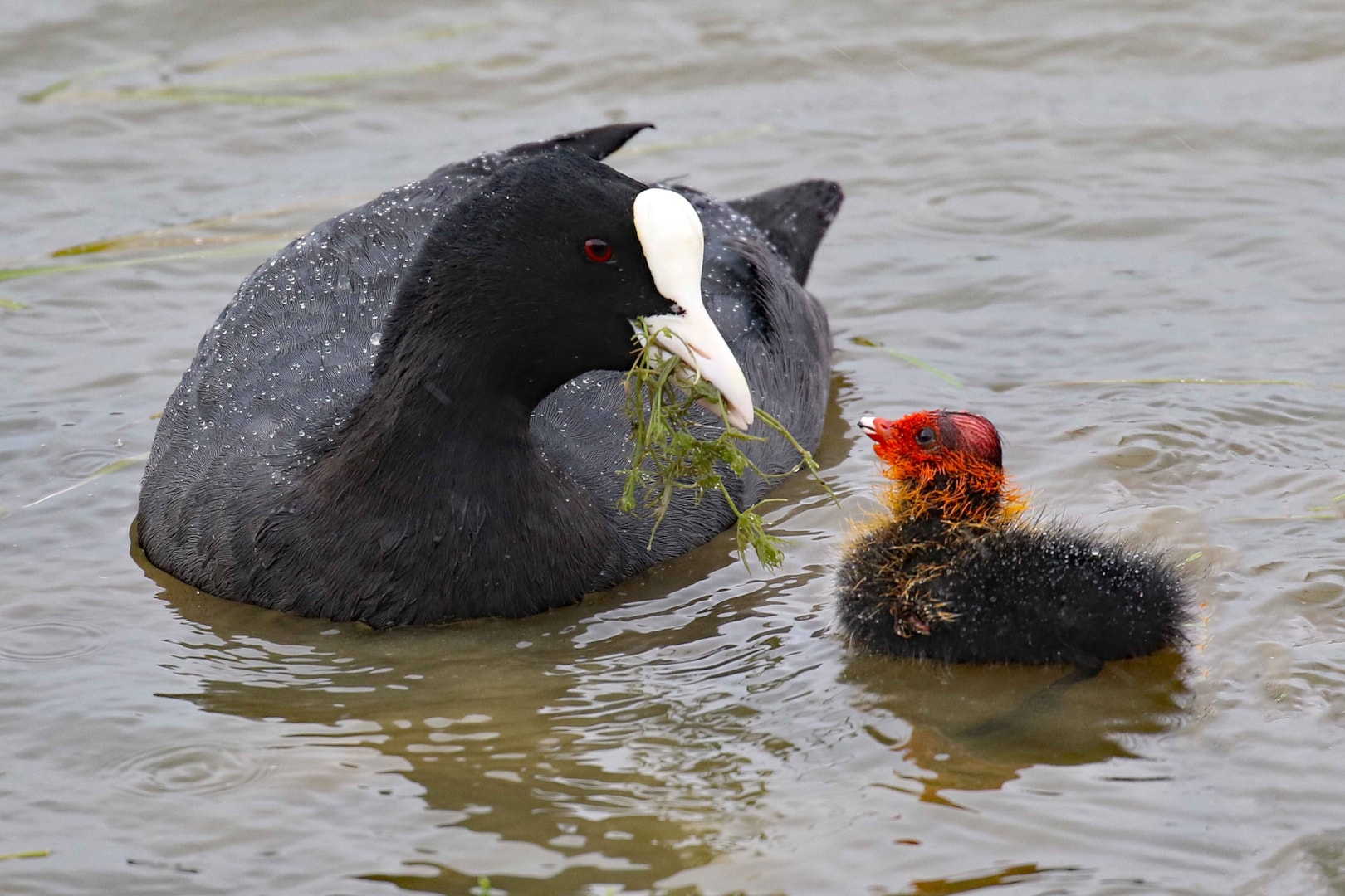 Eurasian Coot by Christopher Bell - BirdGuides