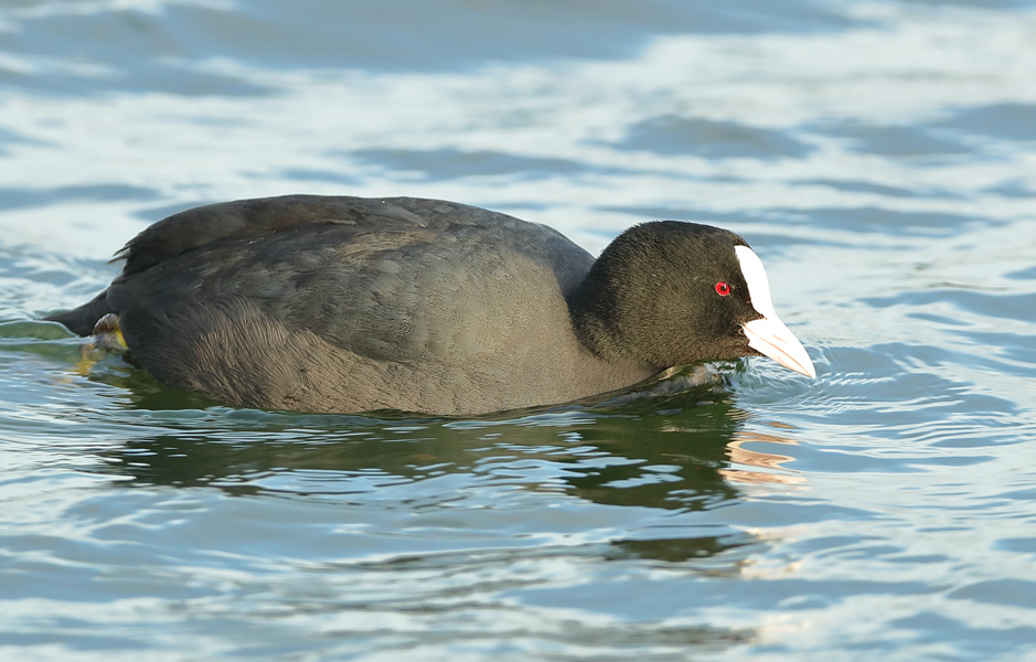 Eurasian Coot by Mike Trew - BirdGuides