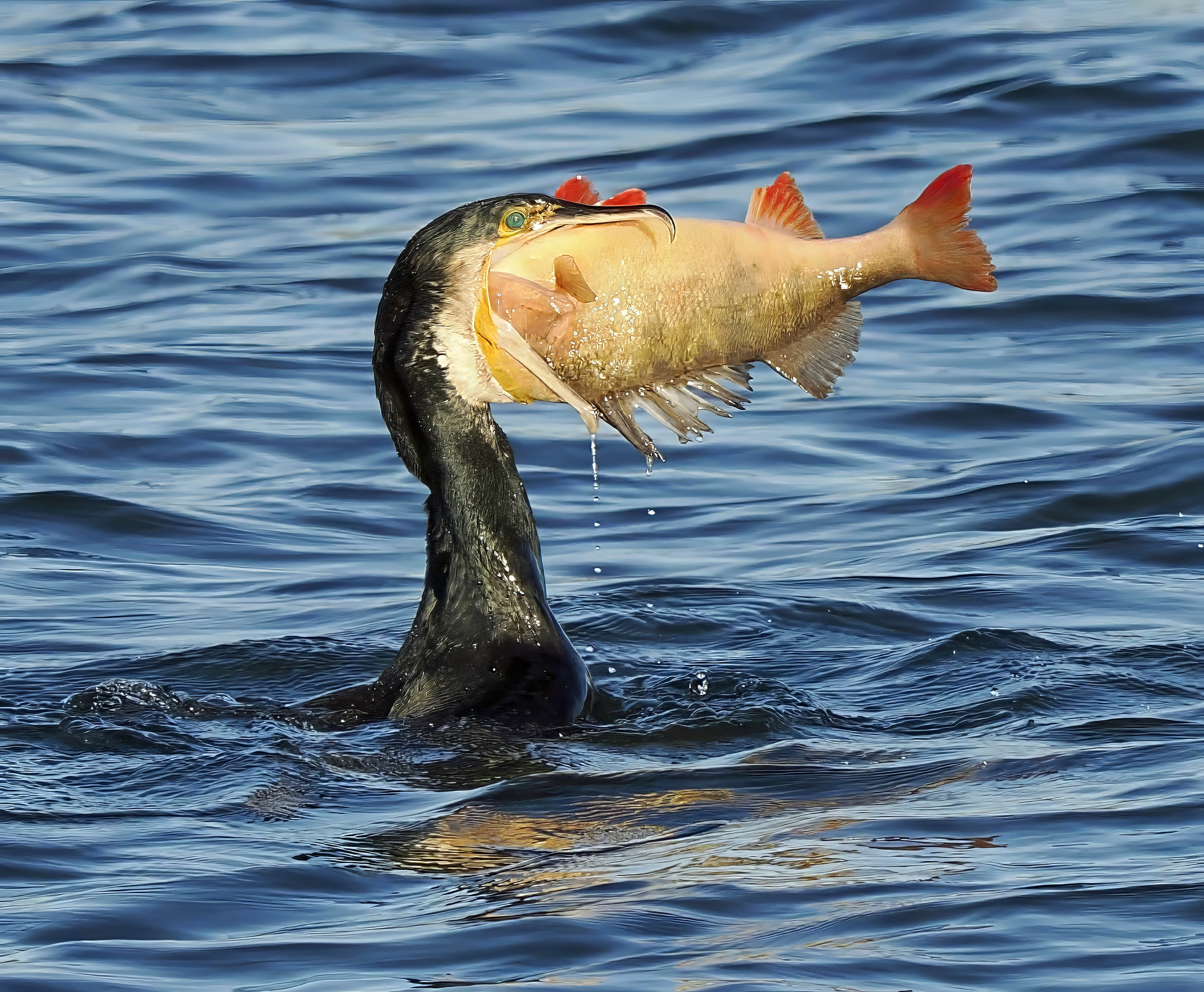 Great Cormorant by Mark Joy - BirdGuides