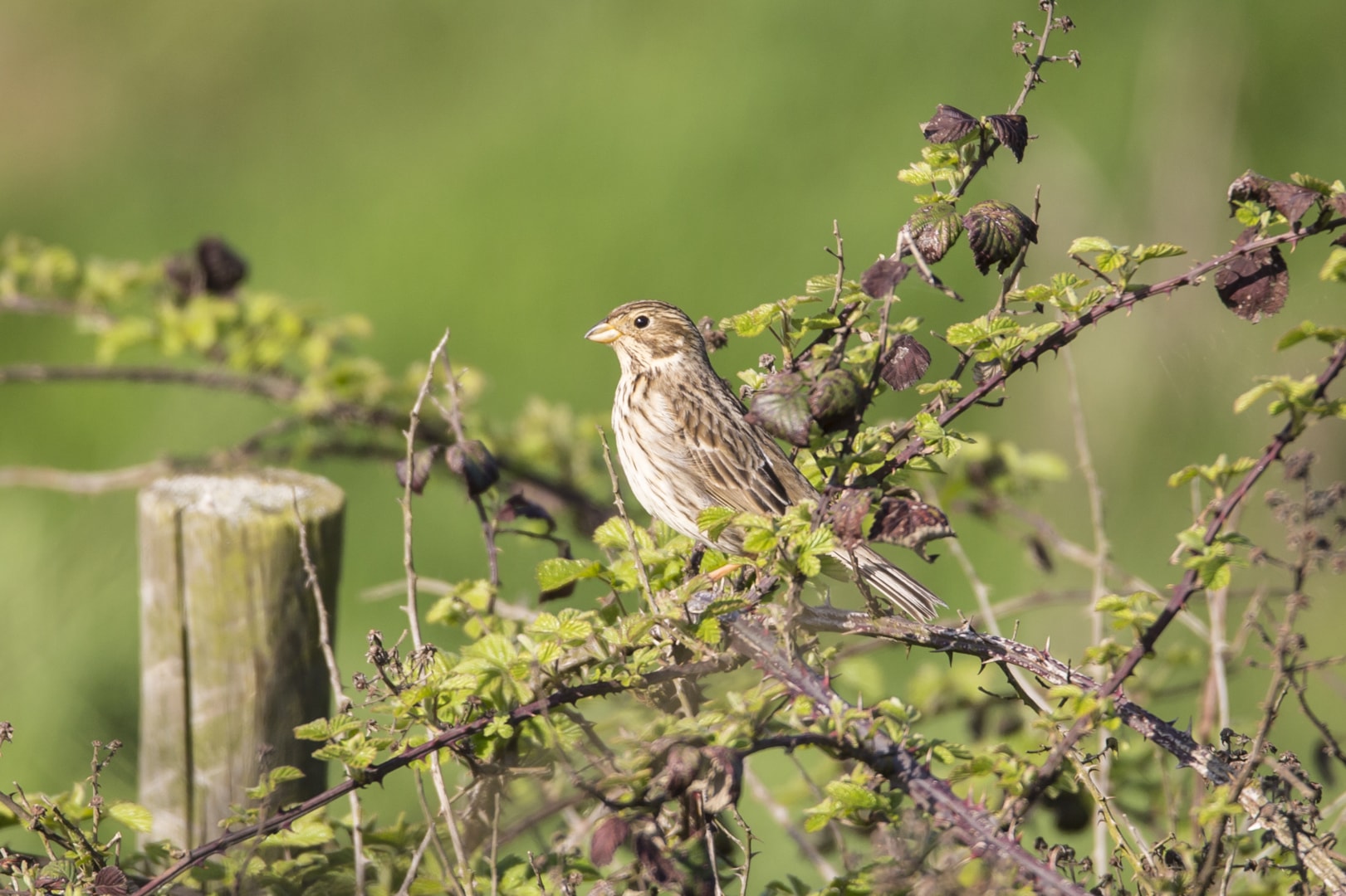 Corn Bunting by Matthew Trevillion - BirdGuides