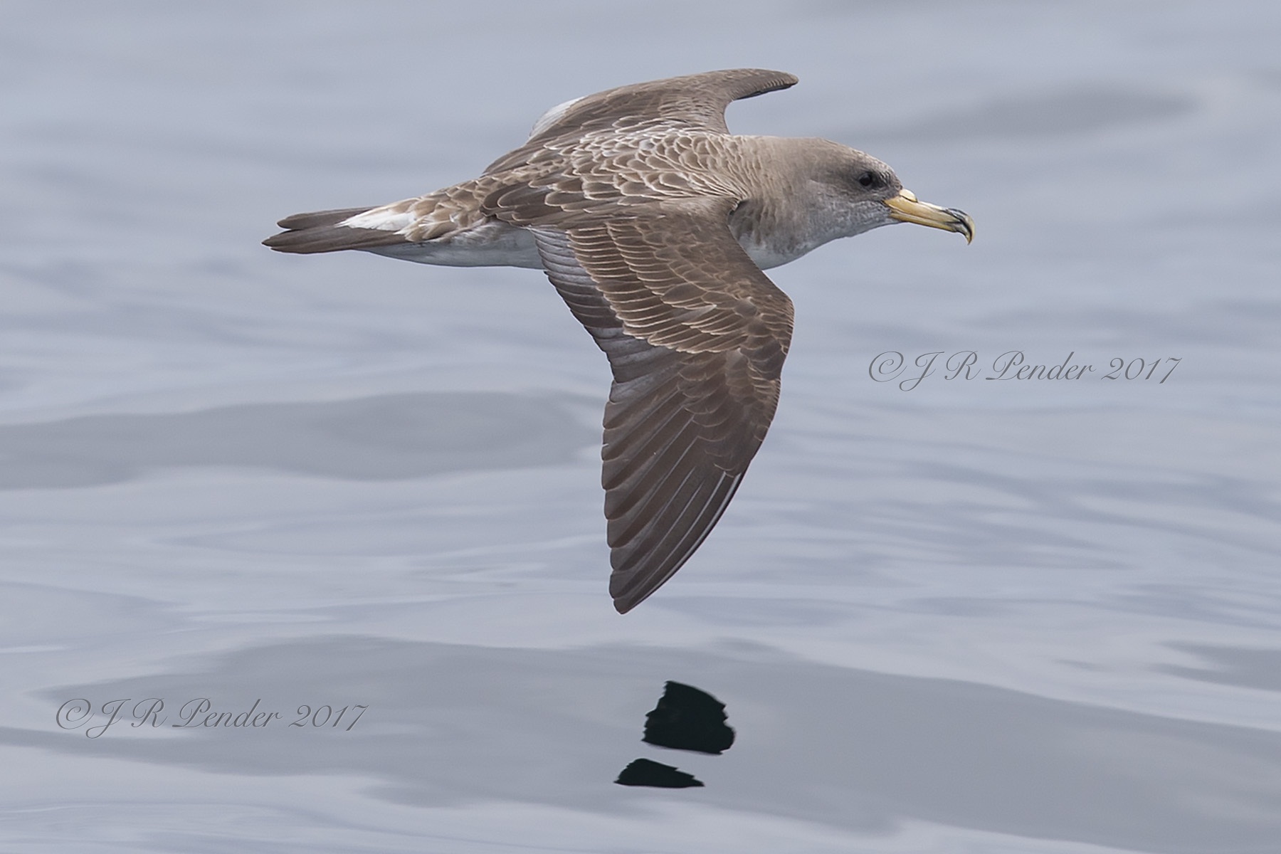 Details : Cory's Shearwater - BirdGuides