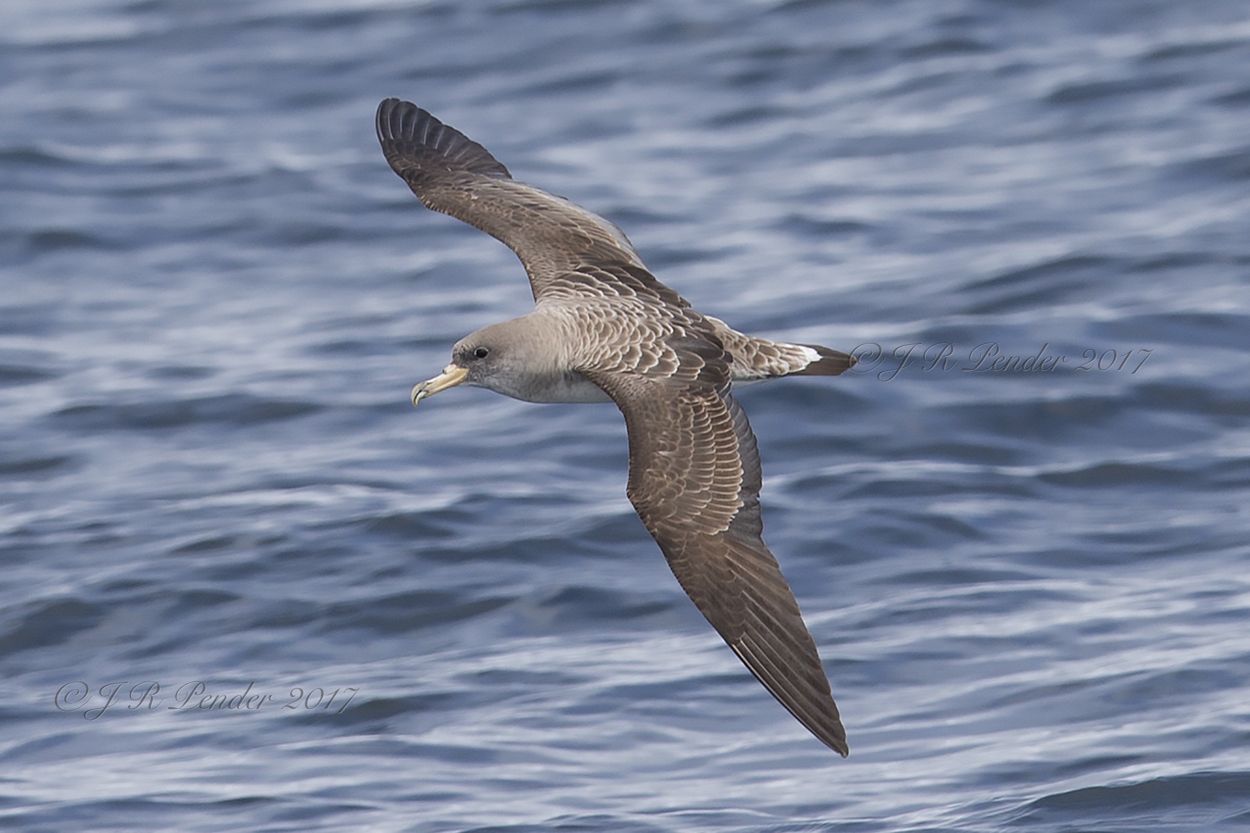 Details : Cory's Shearwater - BirdGuides