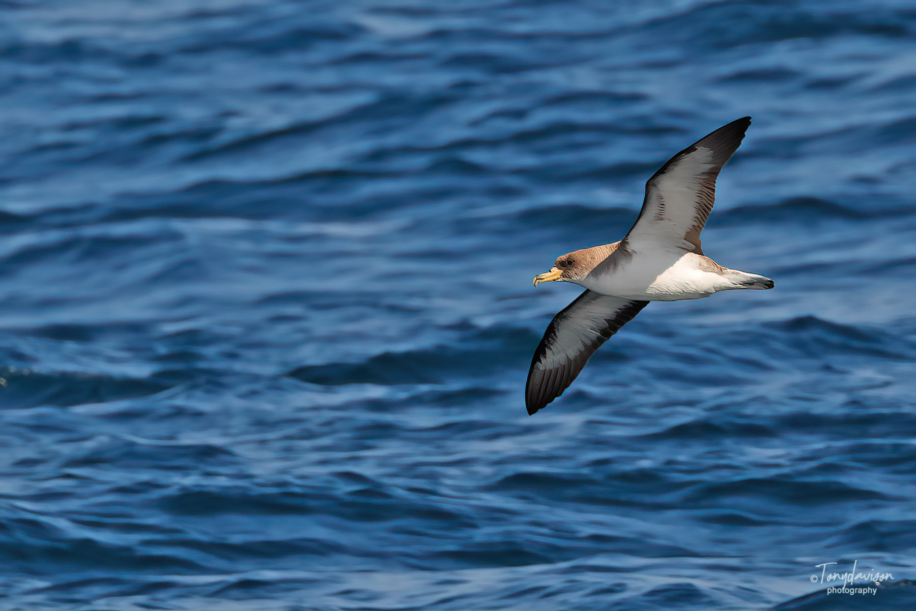 Cory's Shearwater by Tony Davison - BirdGuides