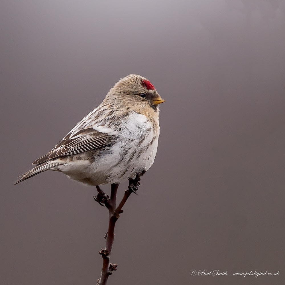 Coues's Arctic Redpoll by Paul Smith - BirdGuides