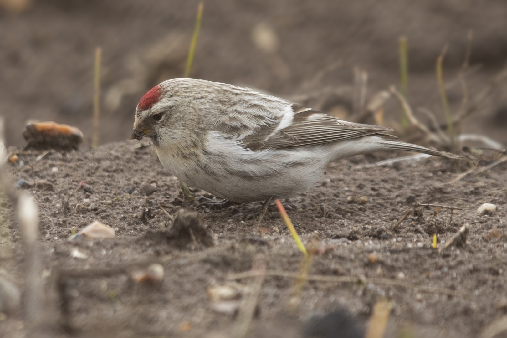 Coues's Arctic Redpoll by Neil Hughes - BirdGuides