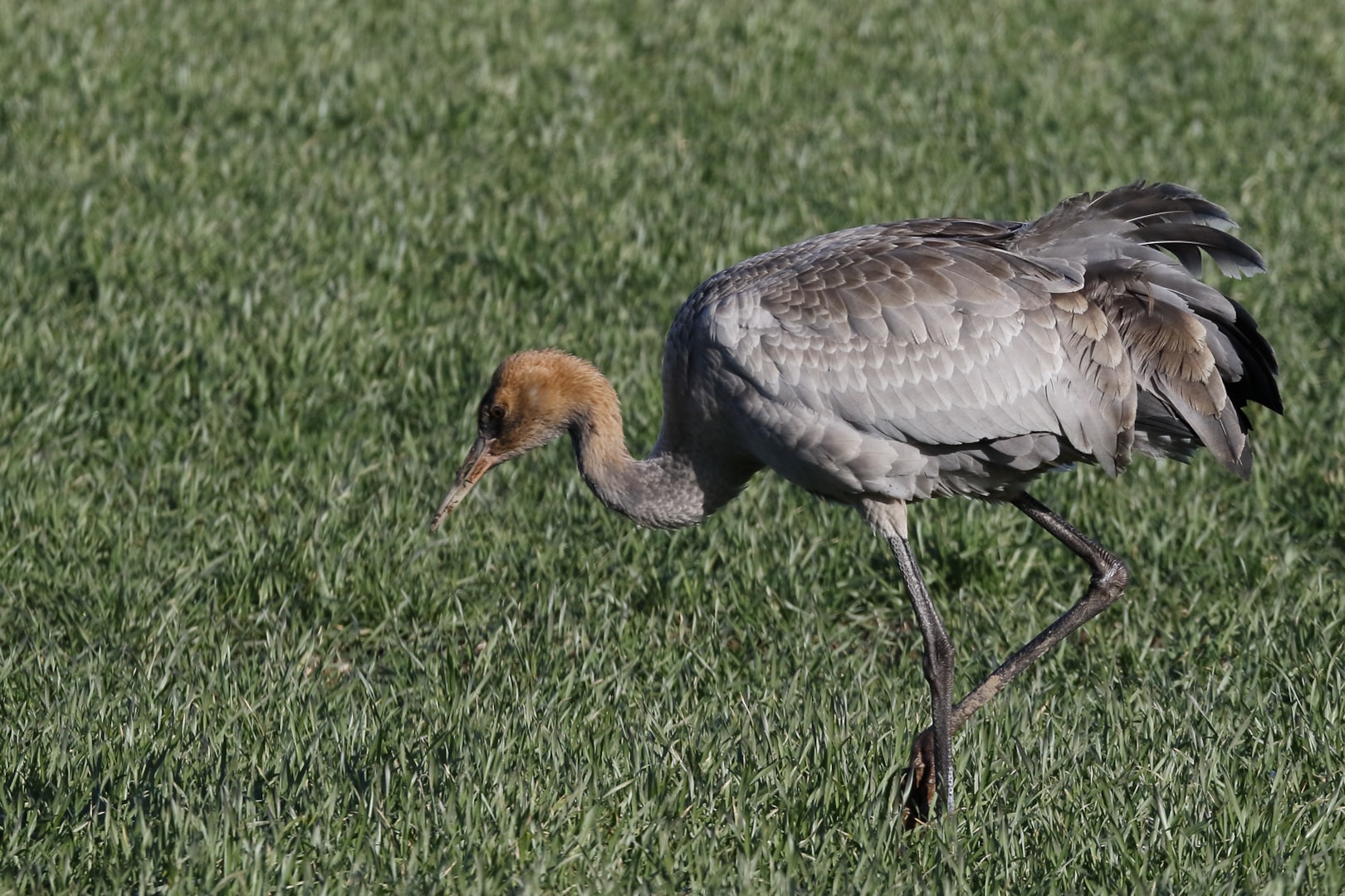 Common Crane by Chris Barlow - BirdGuides