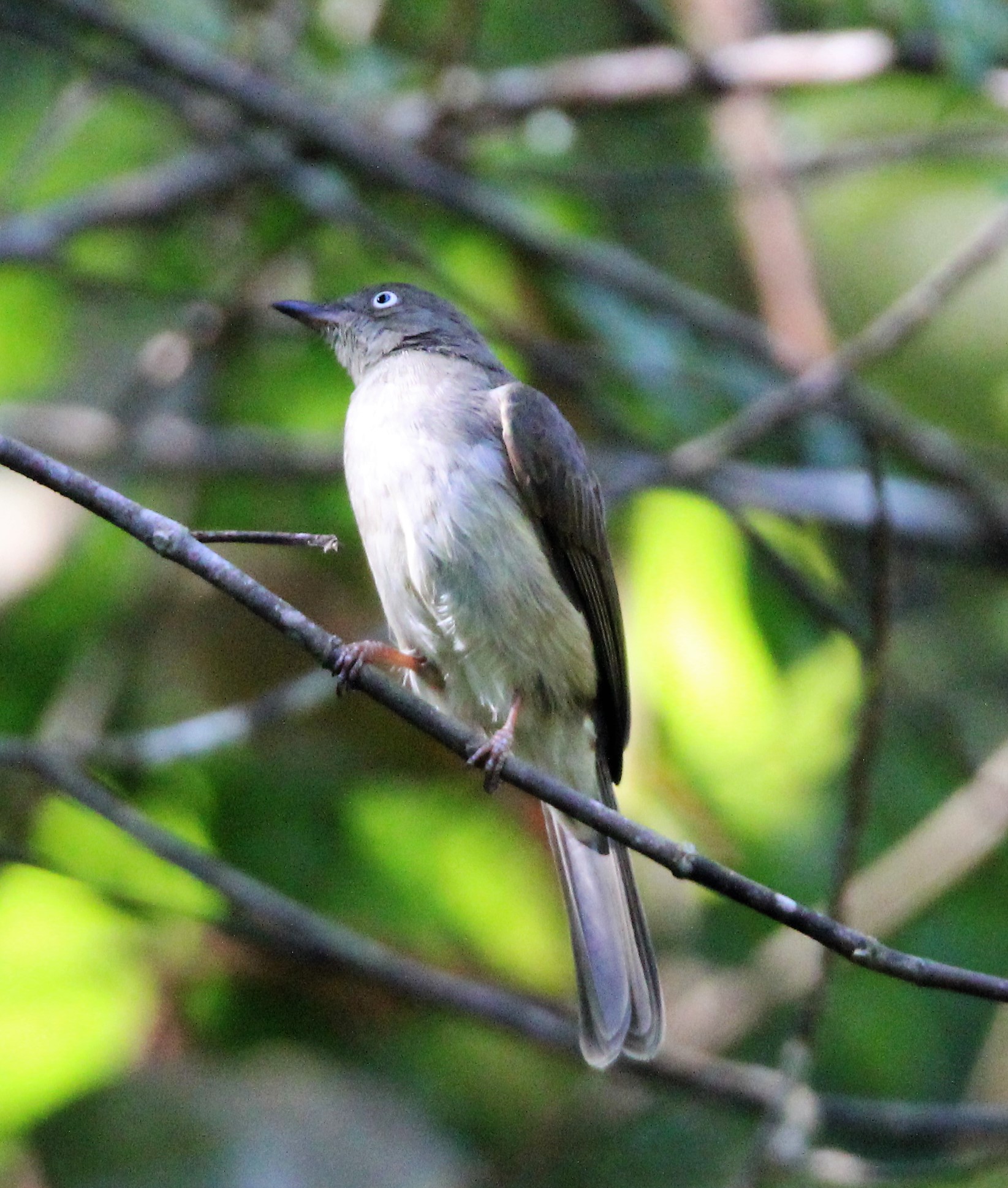 Details : Cream-vented Bulbul - BirdGuides
