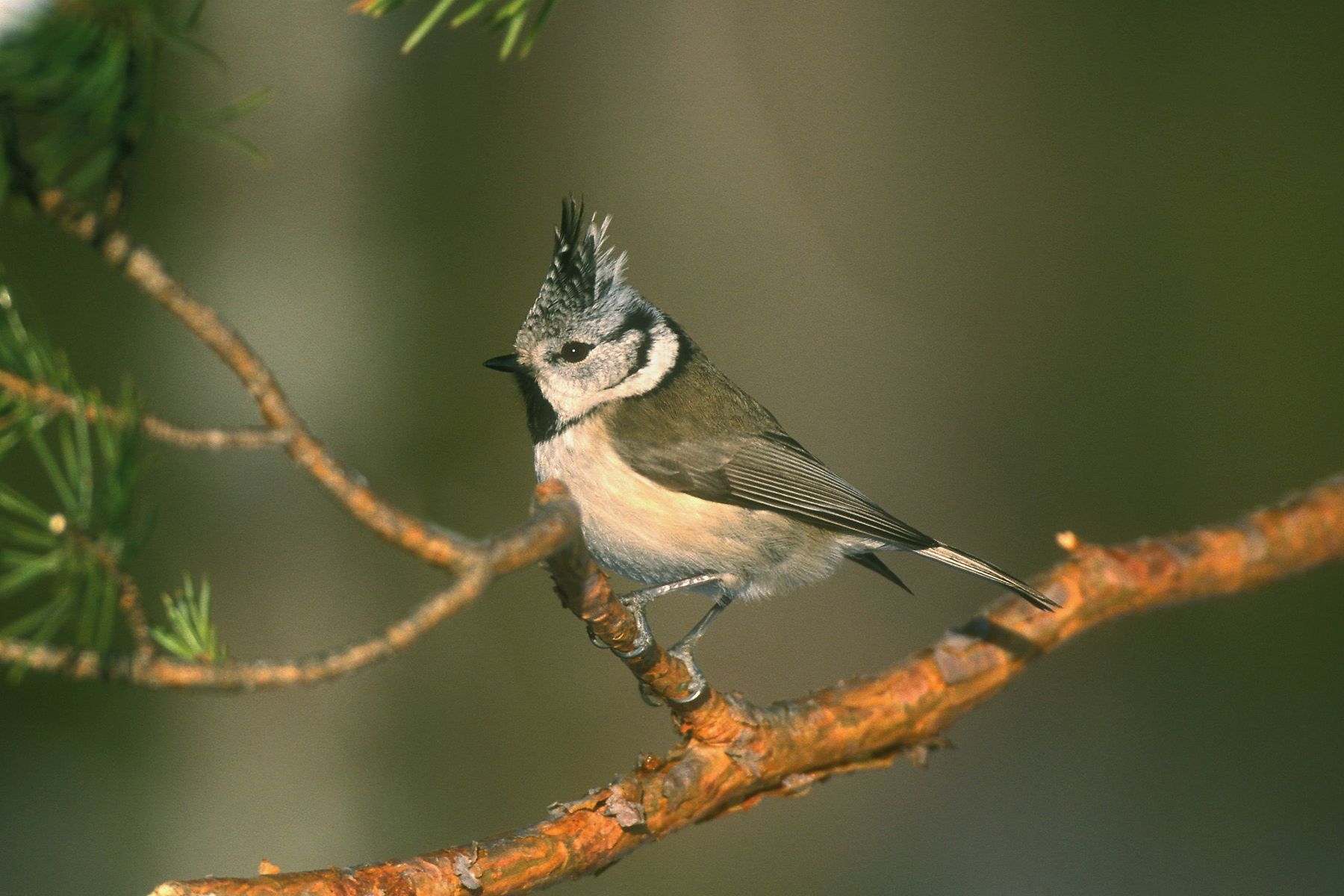 Photographing Scottish Highland specialities: Crested Tit - BirdGuides
