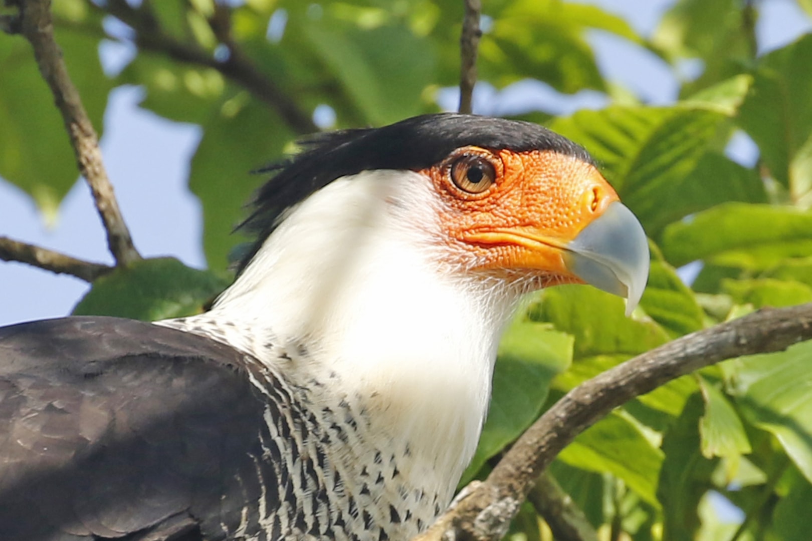Northern Crested Caracara by Chris Rose - BirdGuides