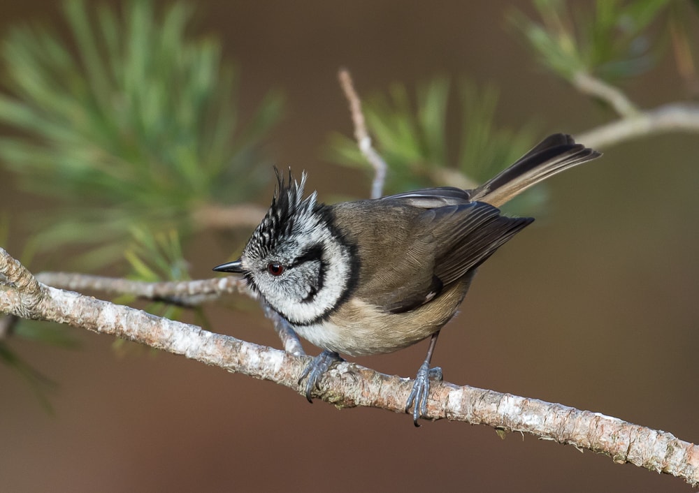 Crested Tit by Dave Grant - BirdGuides