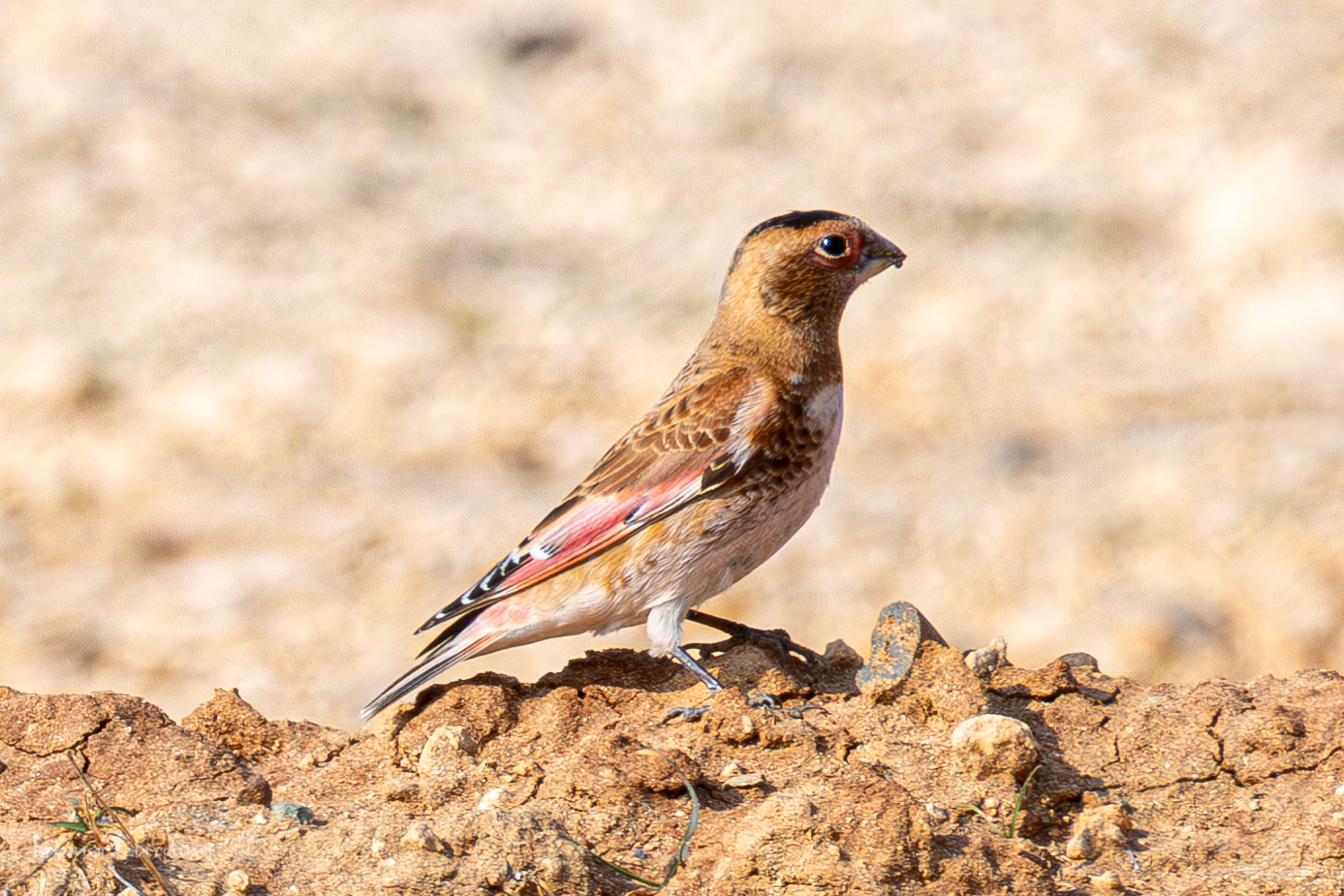 Asian Crimson-winged Finch by Peter Bromley - BirdGuides