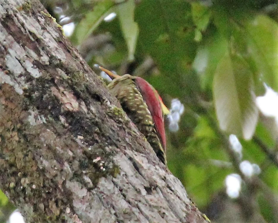 Details : Crimson-winged Woodpecker - BirdGuides