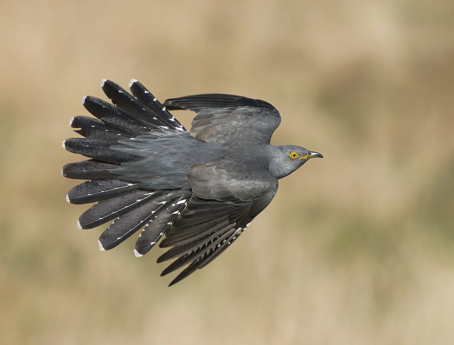 Details : Common Cuckoo - BirdGuides