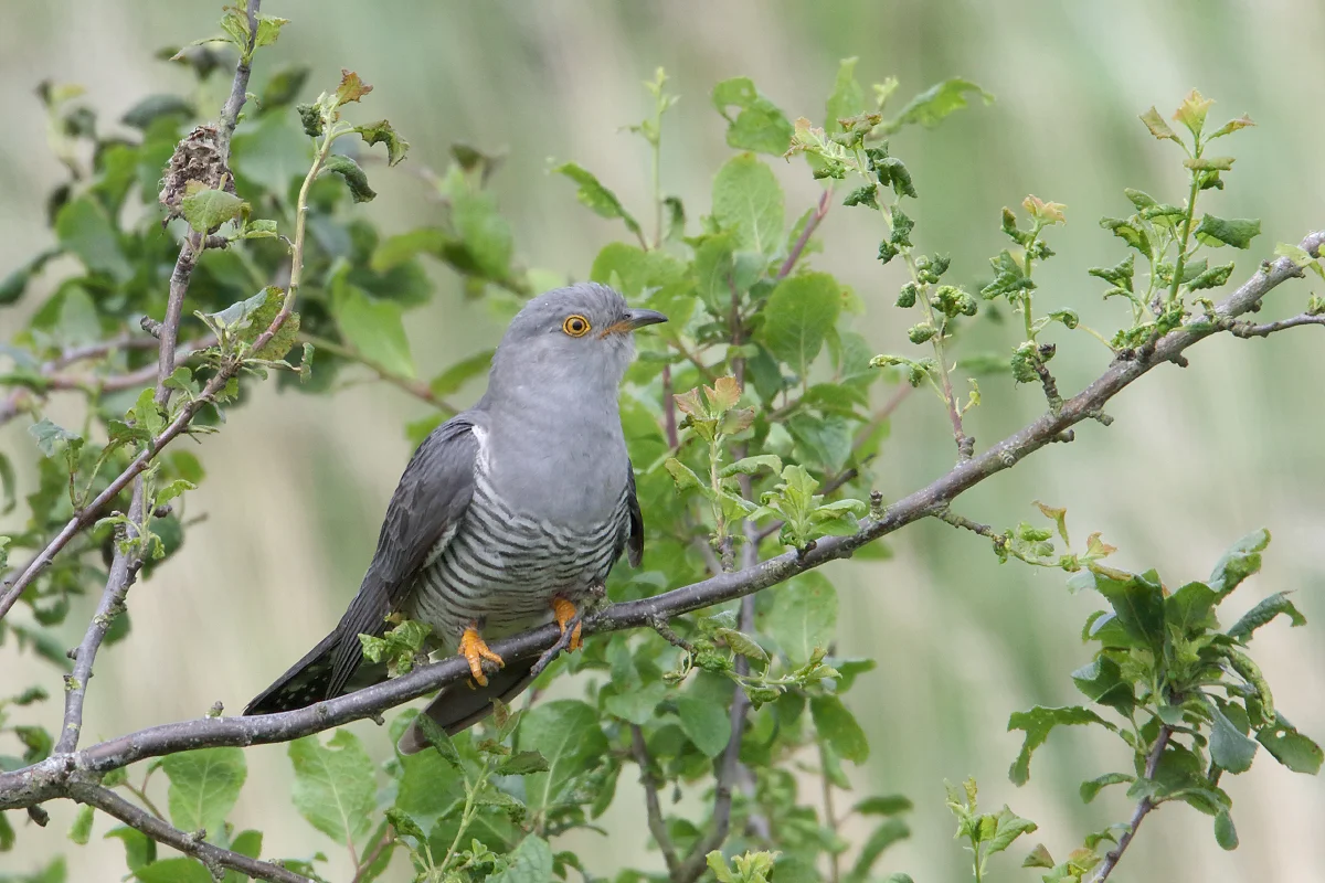 Details : Common Cuckoo - BirdGuides