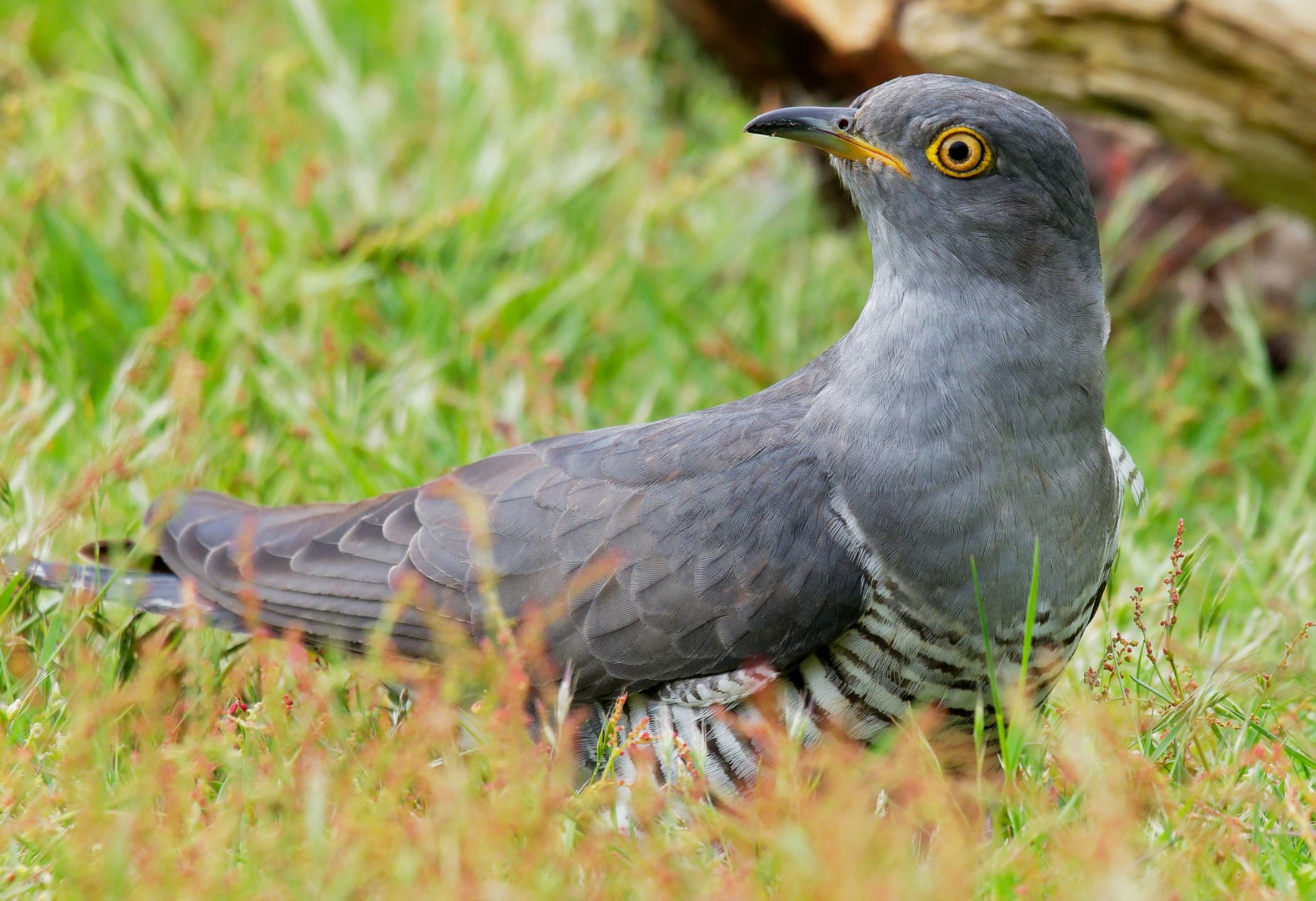 Common Cuckoo by George Ewart - BirdGuides