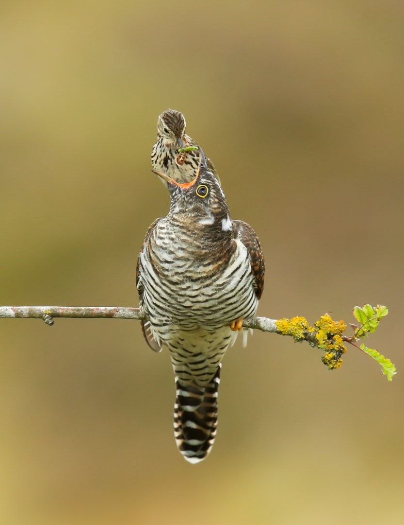 Common Cuckoo by Lee Gregory - BirdGuides