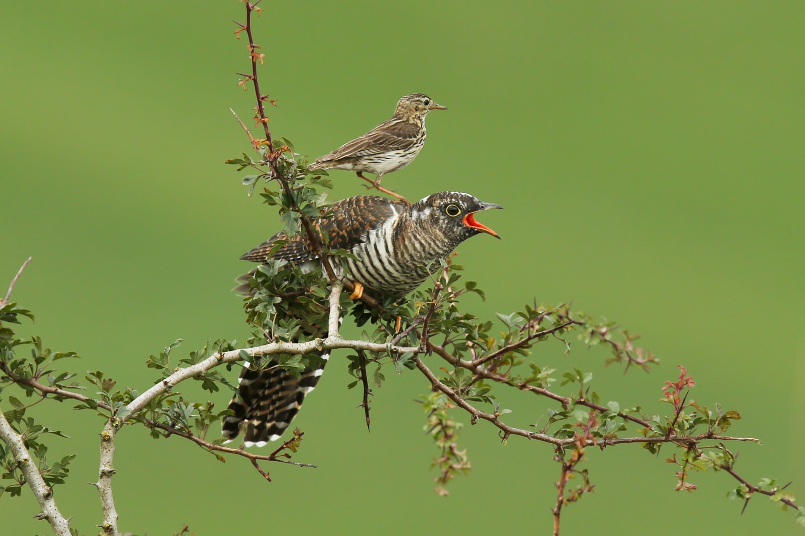 Common Cuckoo by Lee Gregory - BirdGuides