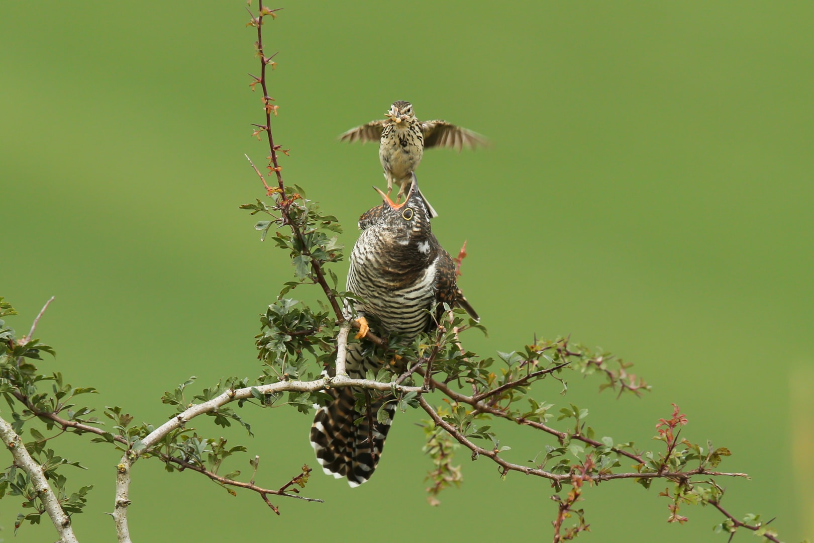 Common Cuckoo by Lee Gregory - BirdGuides