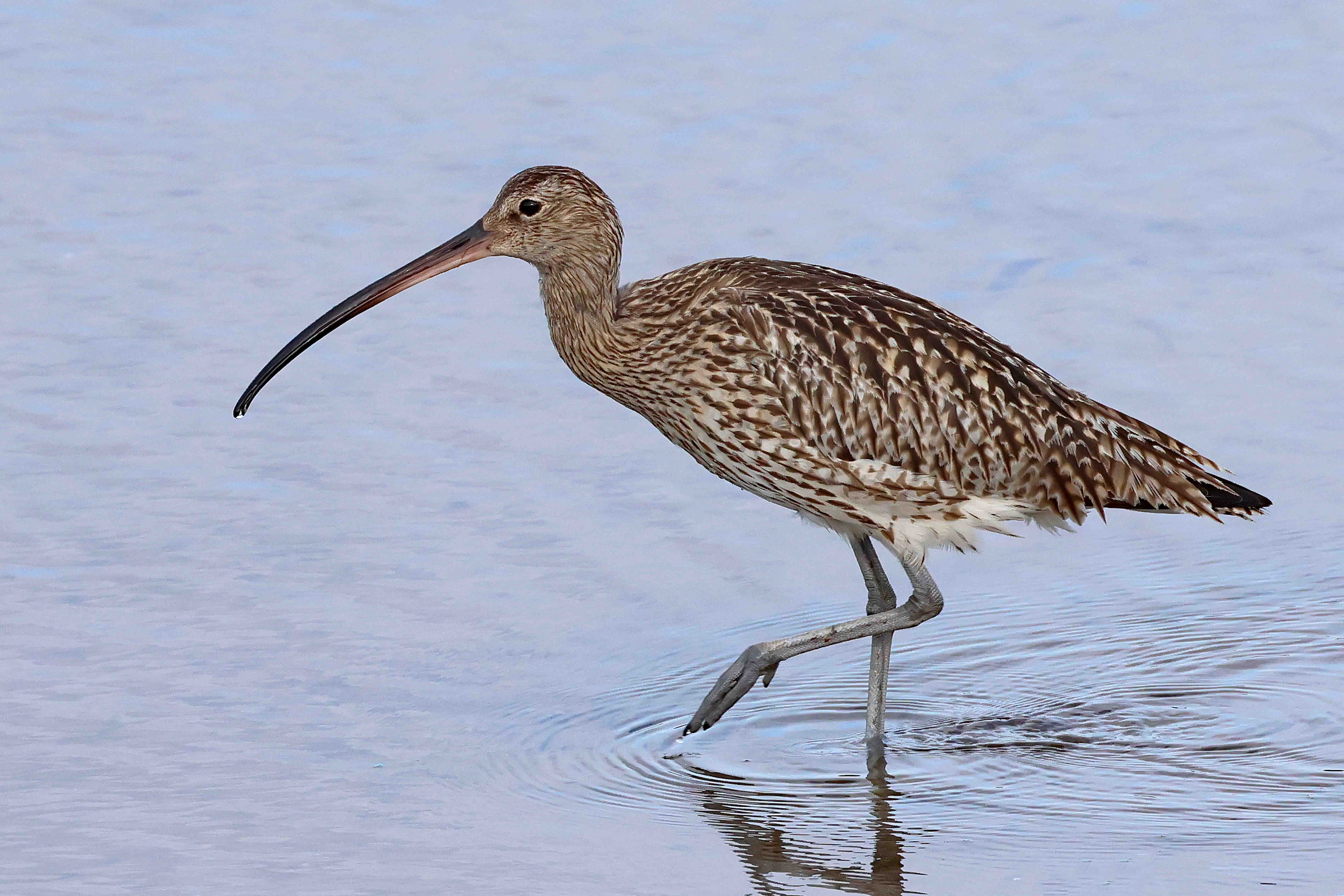 GPS tags document curlew poaching in France - BirdGuides