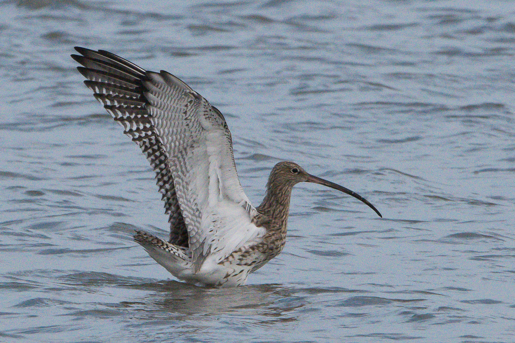 Over half of the world's curlew and godwit species face extinction ...