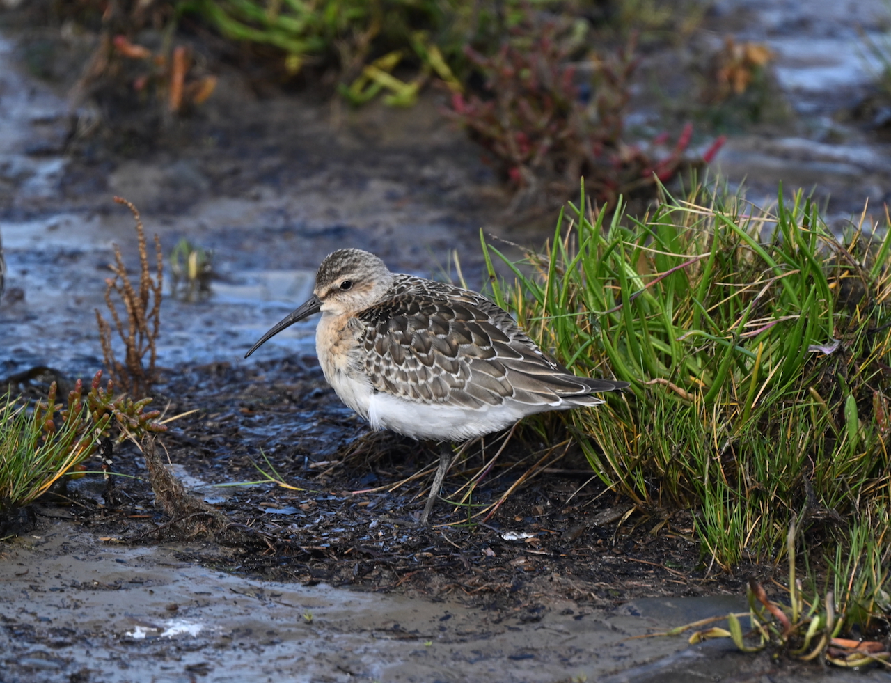 Curlew Sandpiper by Roger Ridley - BirdGuides