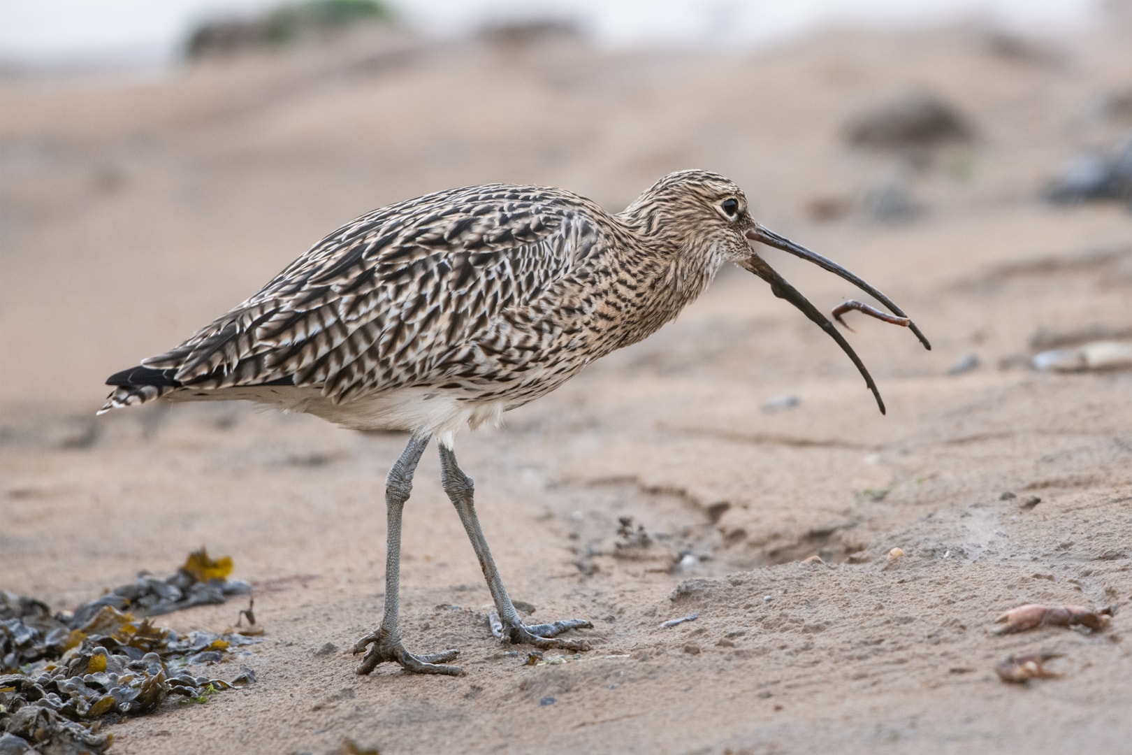 Eurasian Curlew by Jim Mountain - BirdGuides