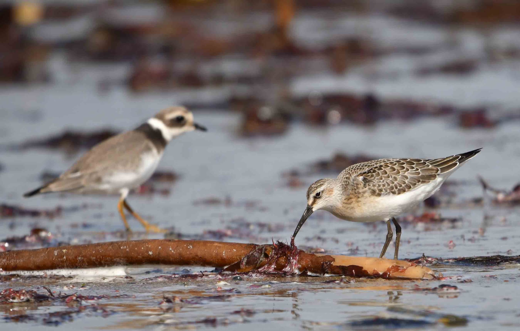 Curlew Sandpiper by Richard Mills - BirdGuides