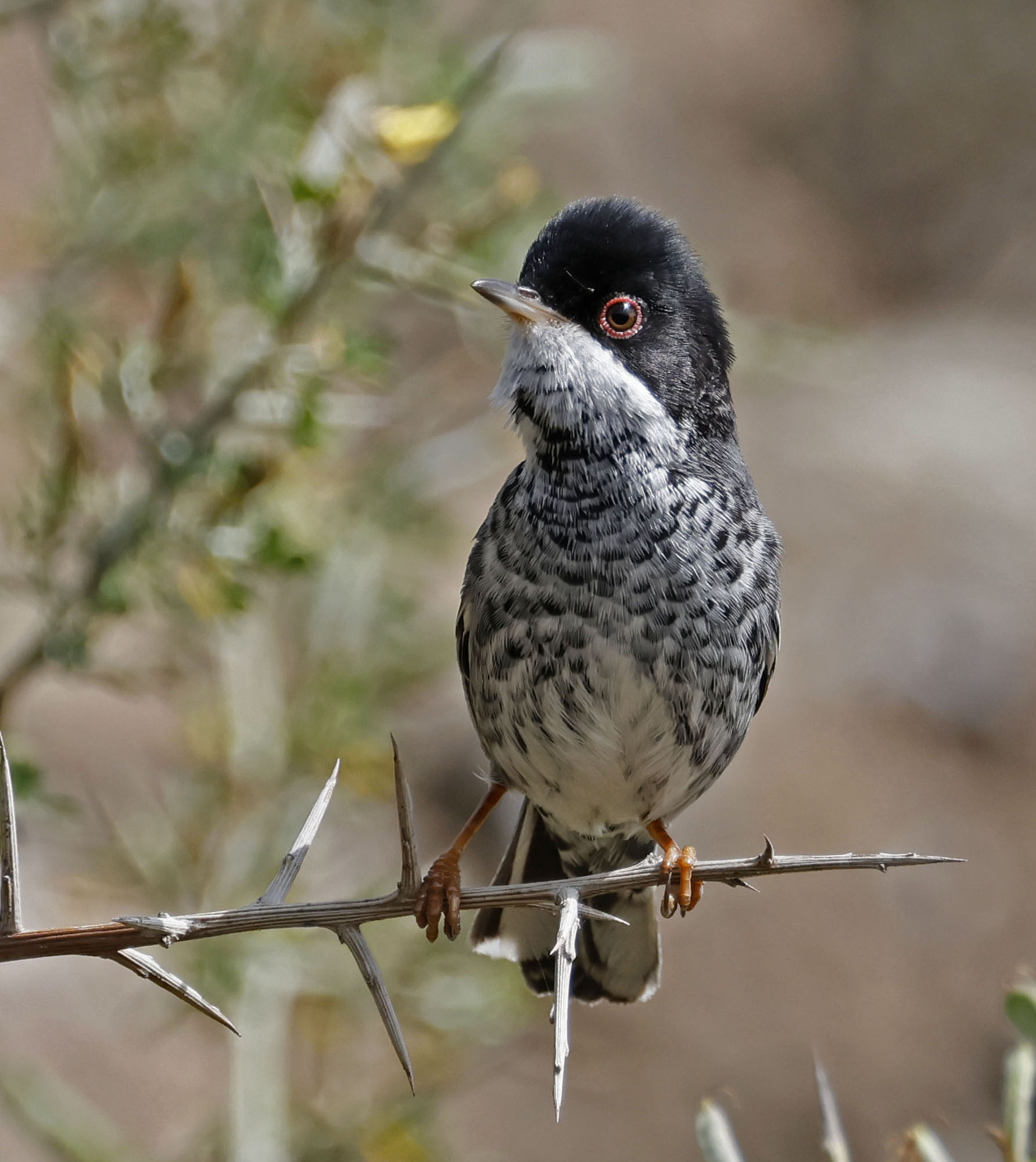 Cyprus Warbler by David Bradshaw - BirdGuides