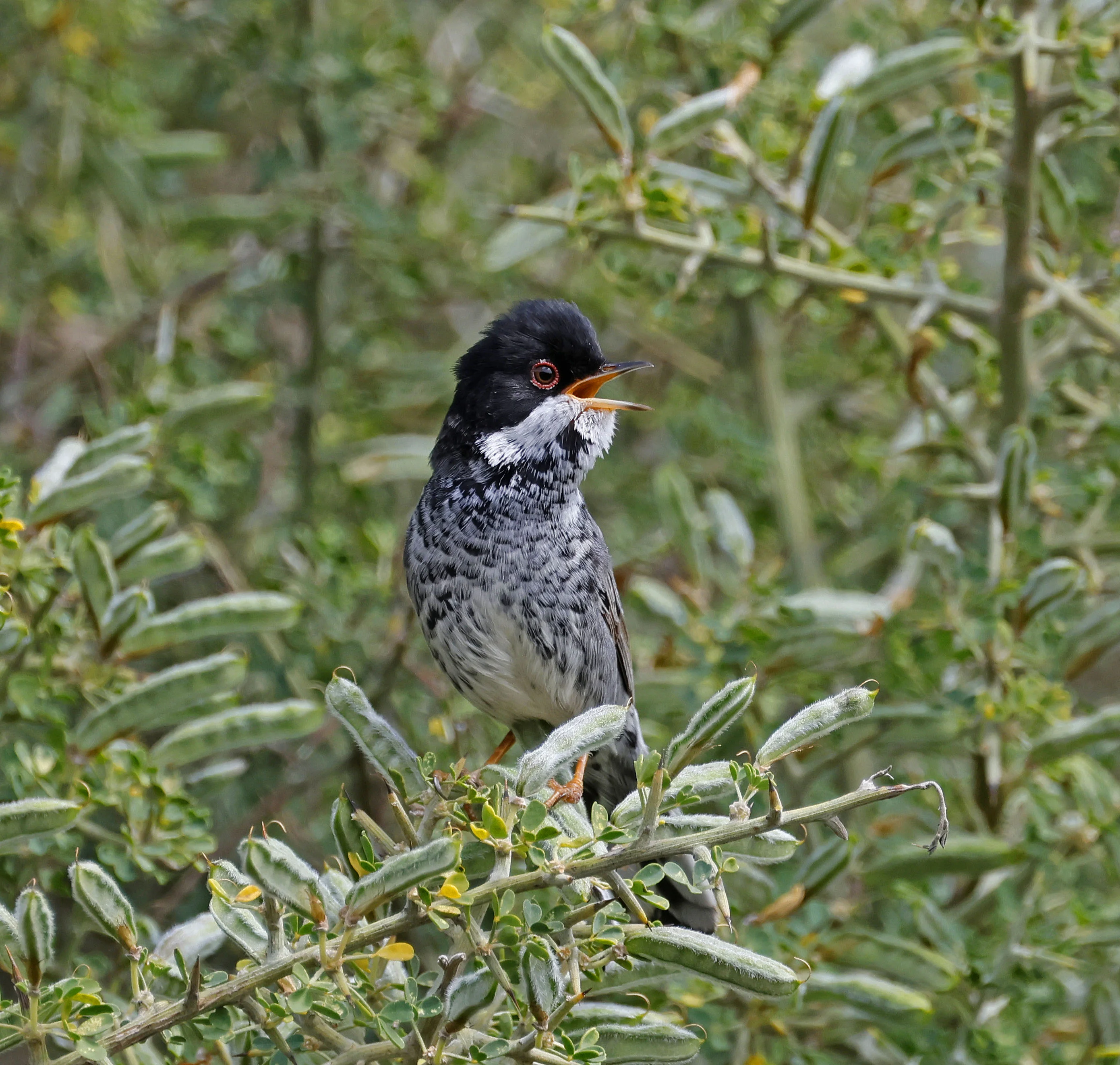 Details : Cyprus Warbler - BirdGuides