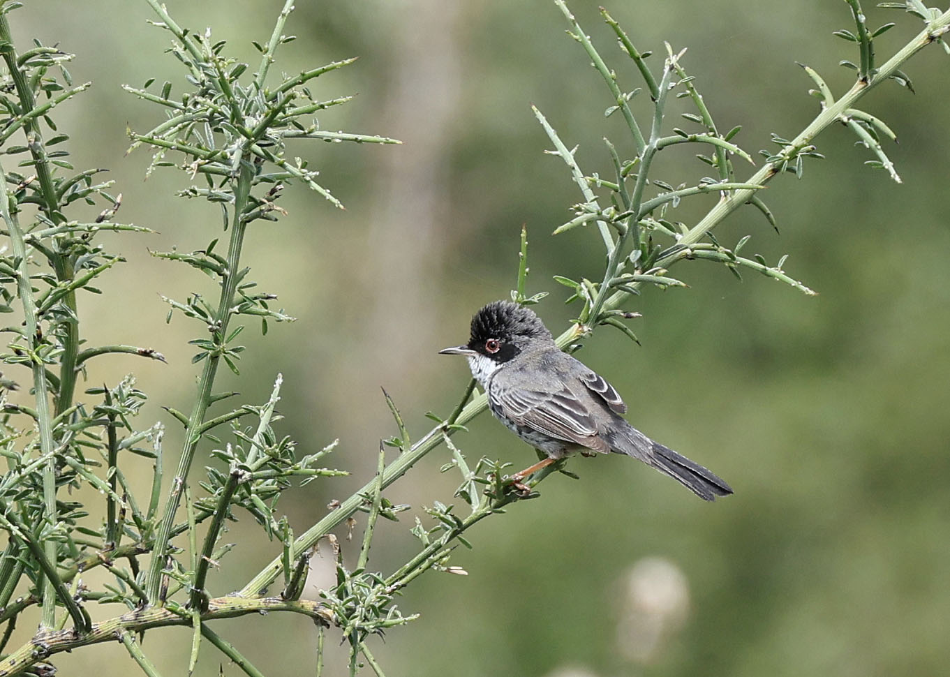 Cyprus Warbler by David Bradshaw - BirdGuides