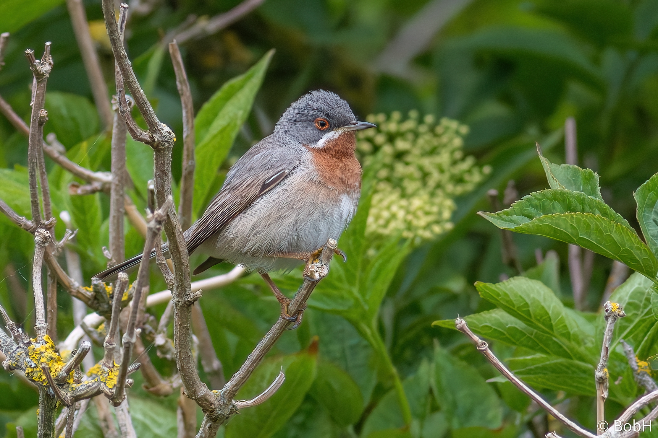 Eastern Subalpine Warbler by Bob Howe - BirdGuides