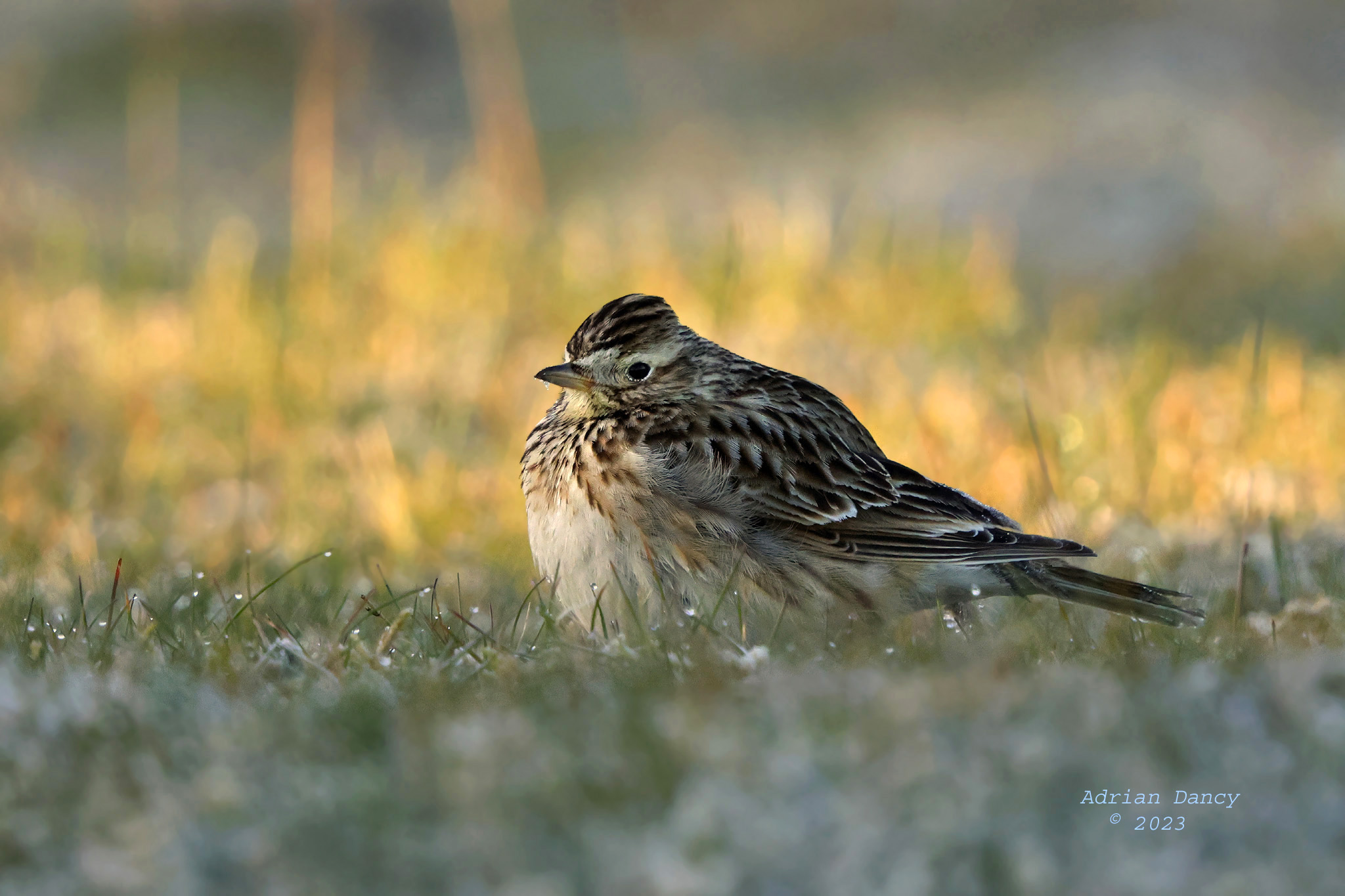 Eurasian Skylark by A Dancy - BirdGuides
