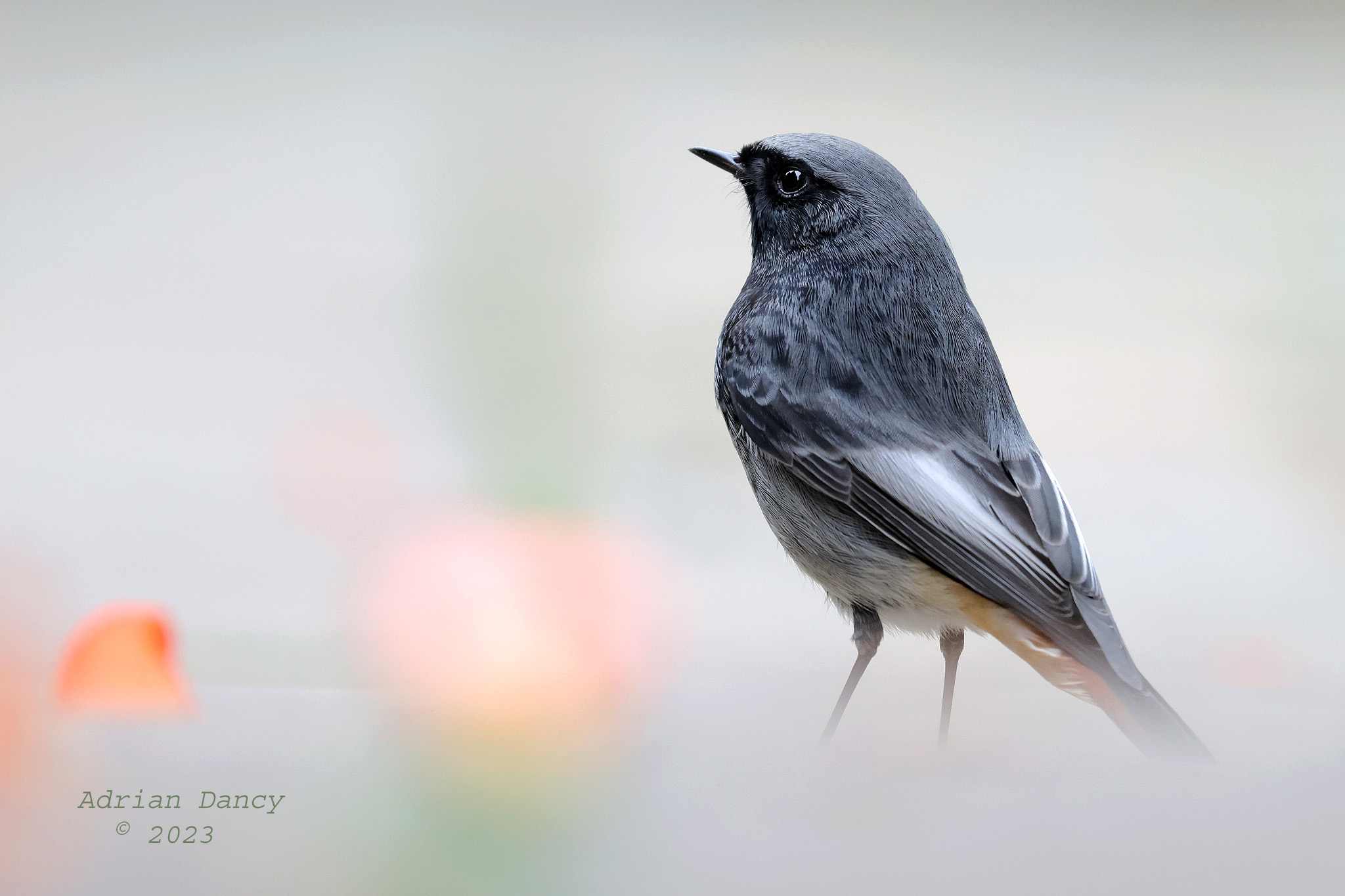 Black Redstart by A Dancy - BirdGuides