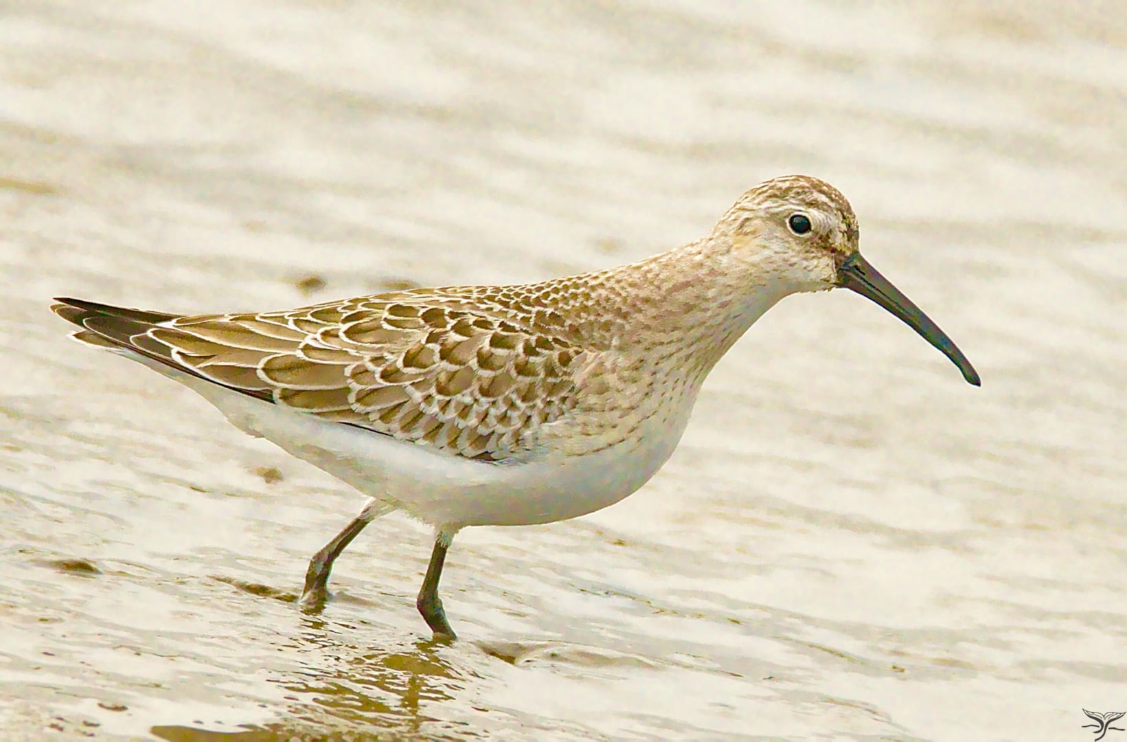 Curlew Sandpiper by Ron Macdonald - BirdGuides