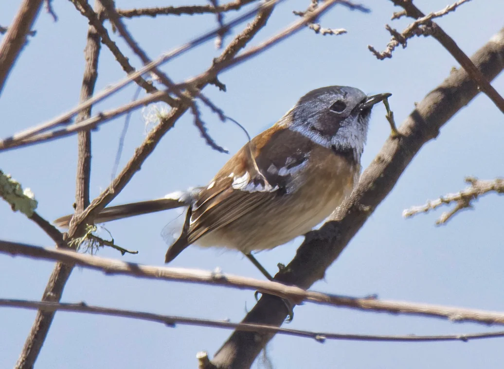 Details : Hawaii Elepaio - BirdGuides