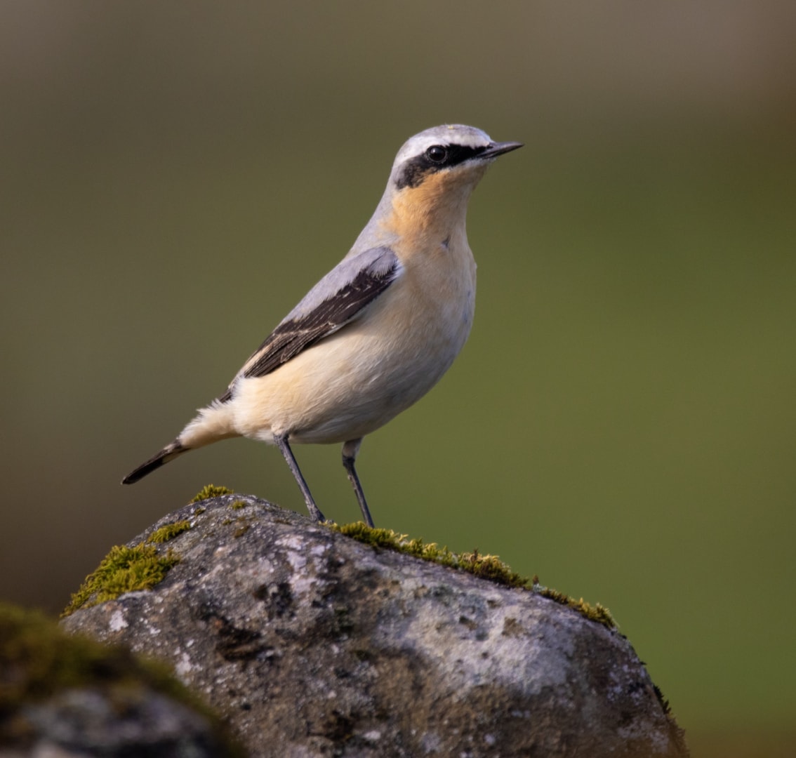 Northern Wheatear by Jonathan Rosborough - BirdGuides