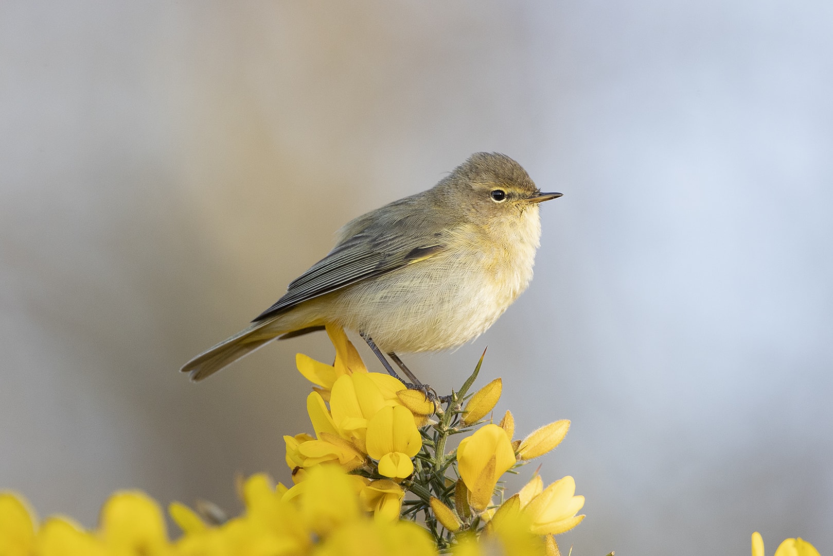 Common Chiffchaff by Andrew Moon - BirdGuides