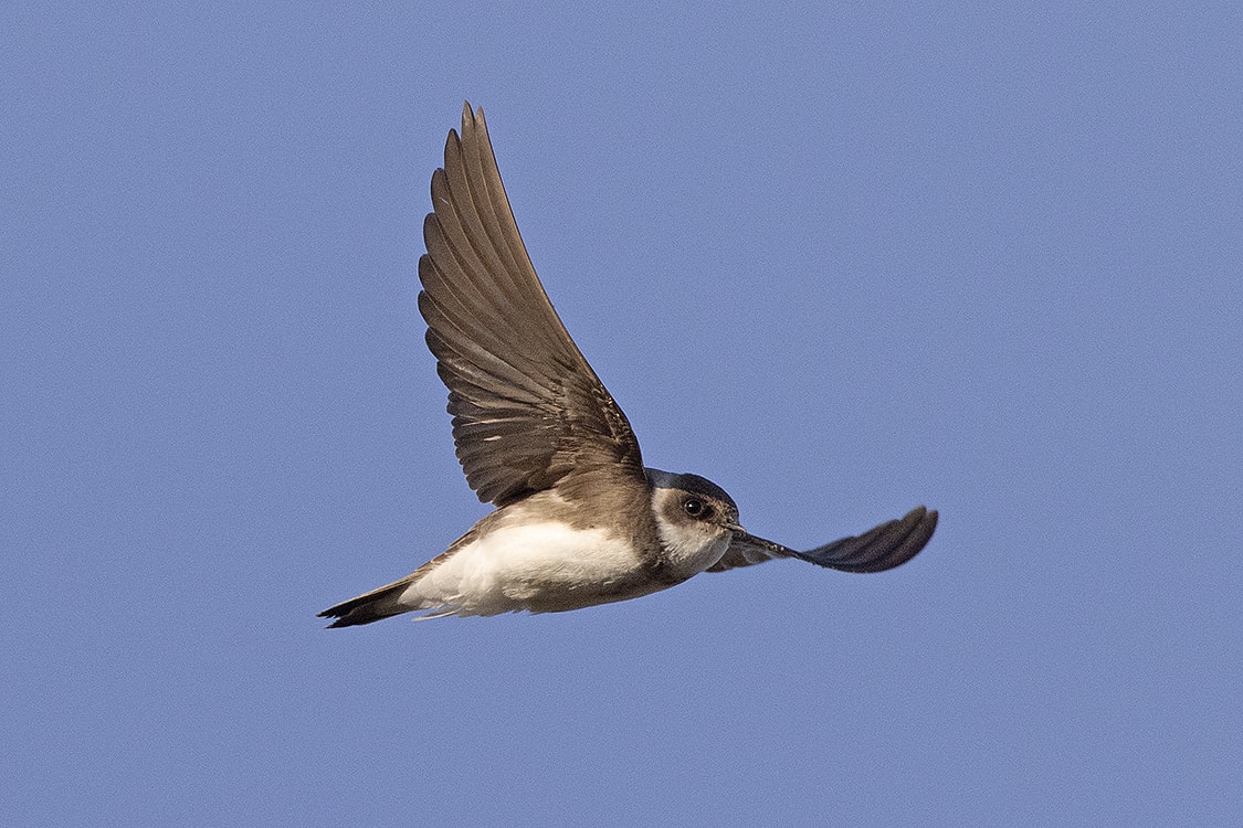 Sand Martin by Andrew Moon - BirdGuides