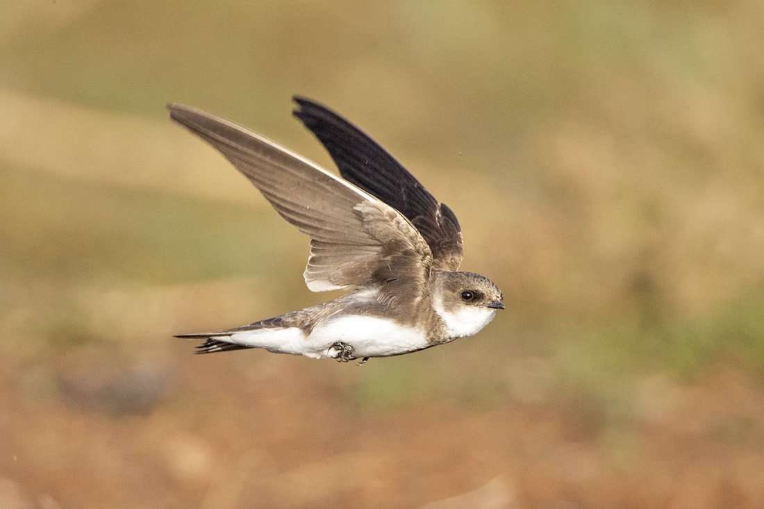Sand Martin by Andrew Moon - BirdGuides