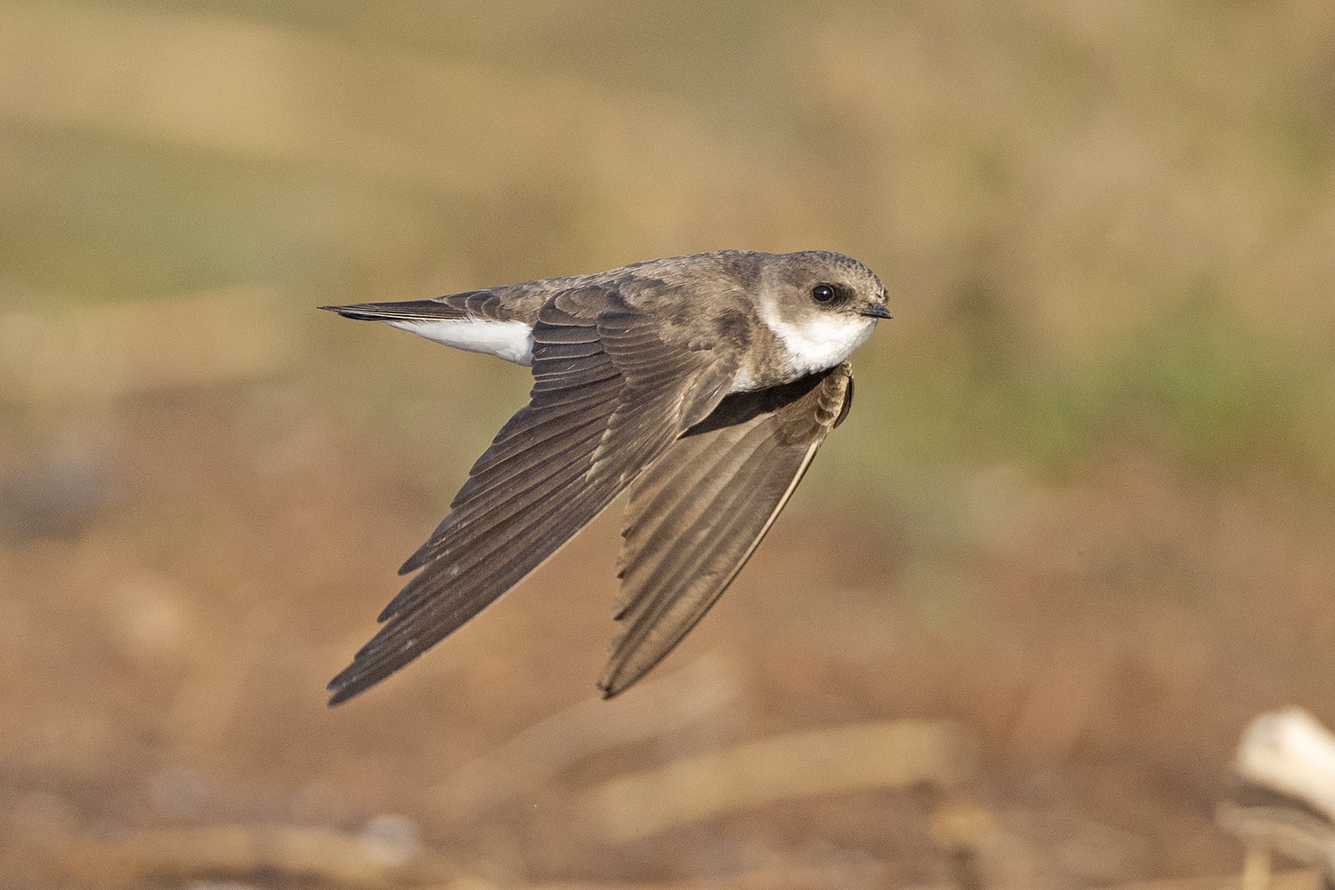 Sand Martin by Andrew Moon - BirdGuides