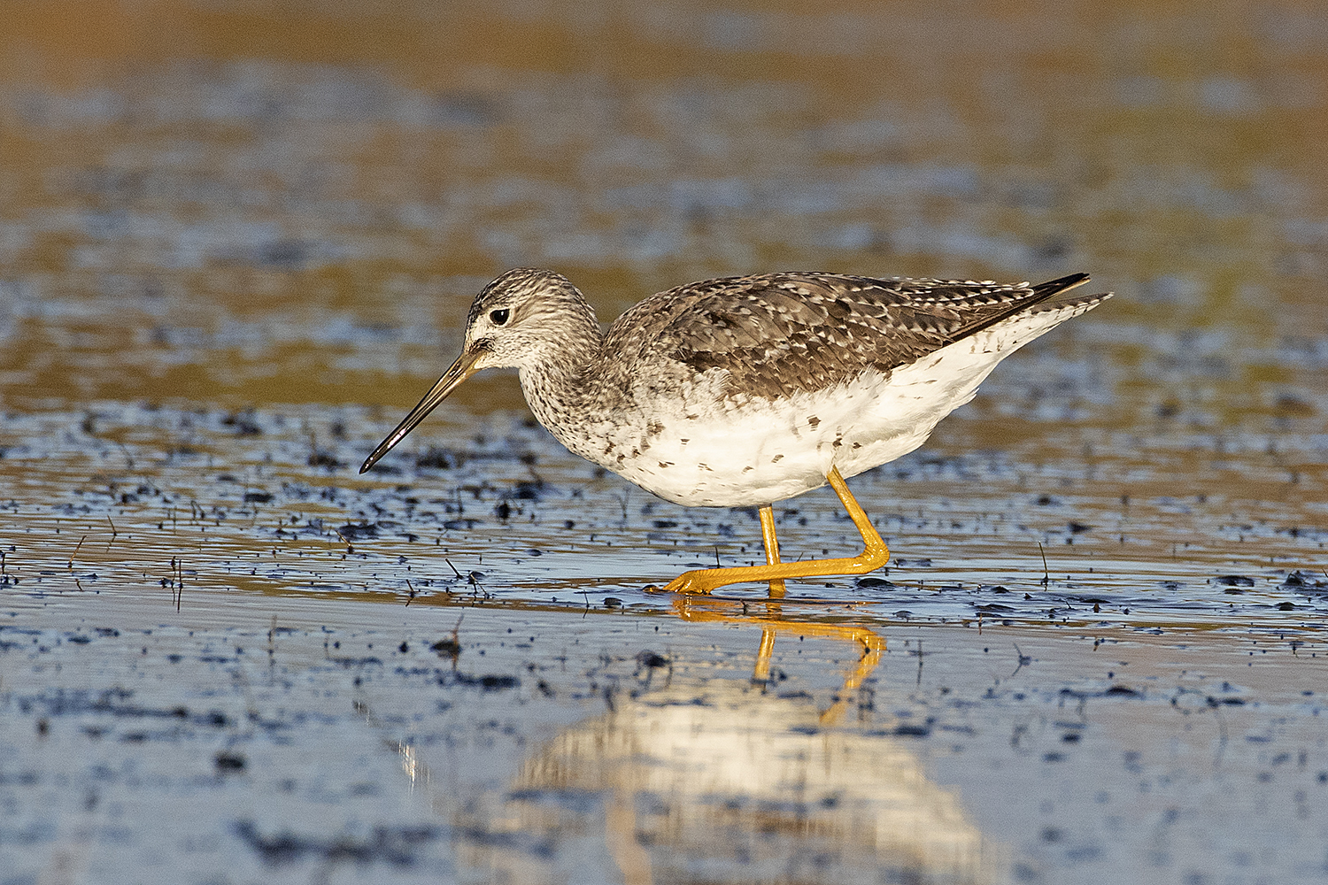Dingle Marshes SWT Birdwatching Site - BirdGuides
